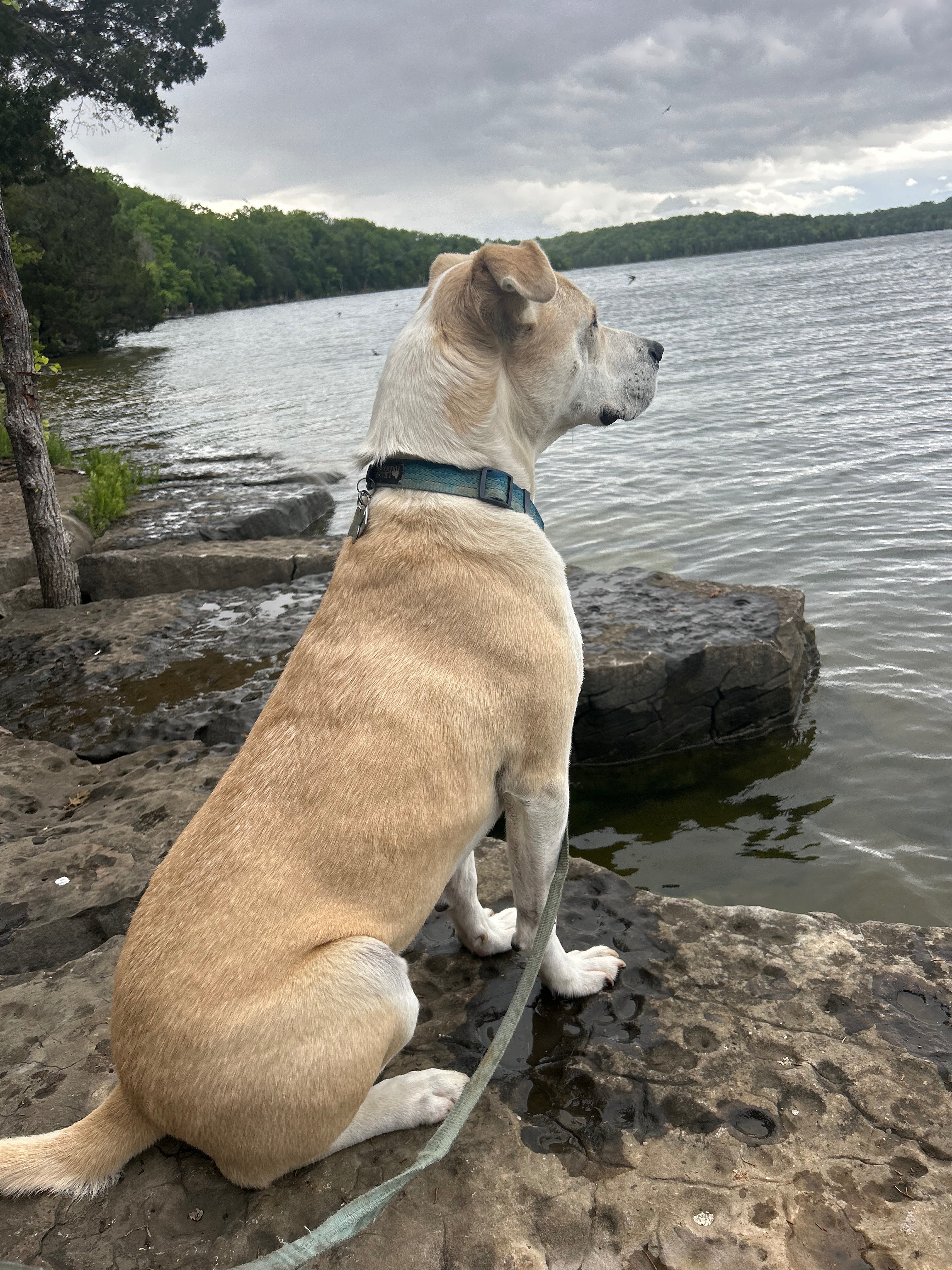 Fundraiser by Kasey Lanier : Luka is Getting his Toe Amputated!