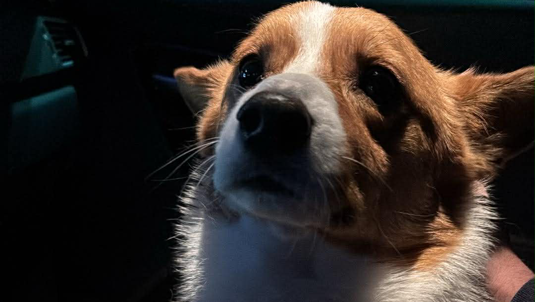Fundraiser by Amber Forrest : Support Mochi's Fight for Recovery