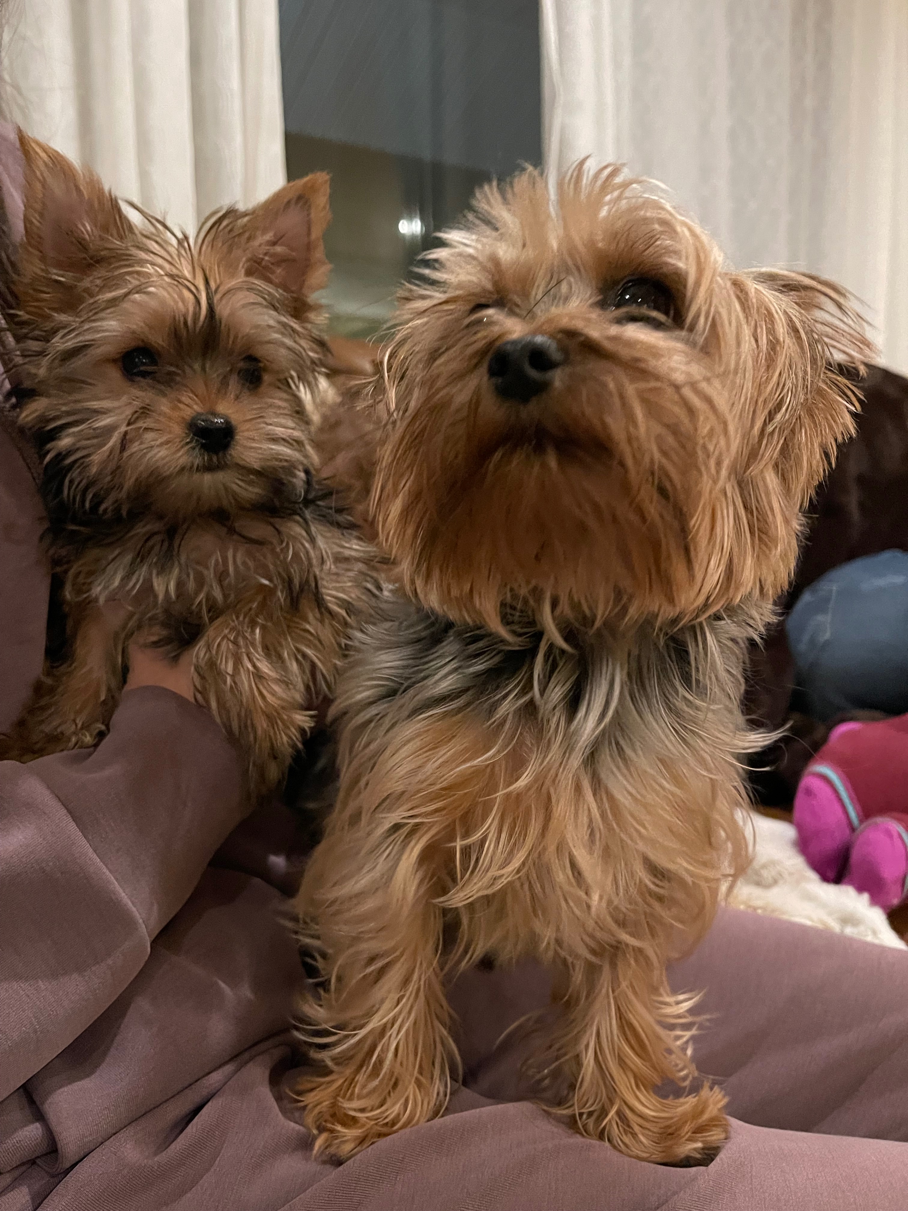 Fundraiser by Luke Bomar : Help Winnie Wheeze Less