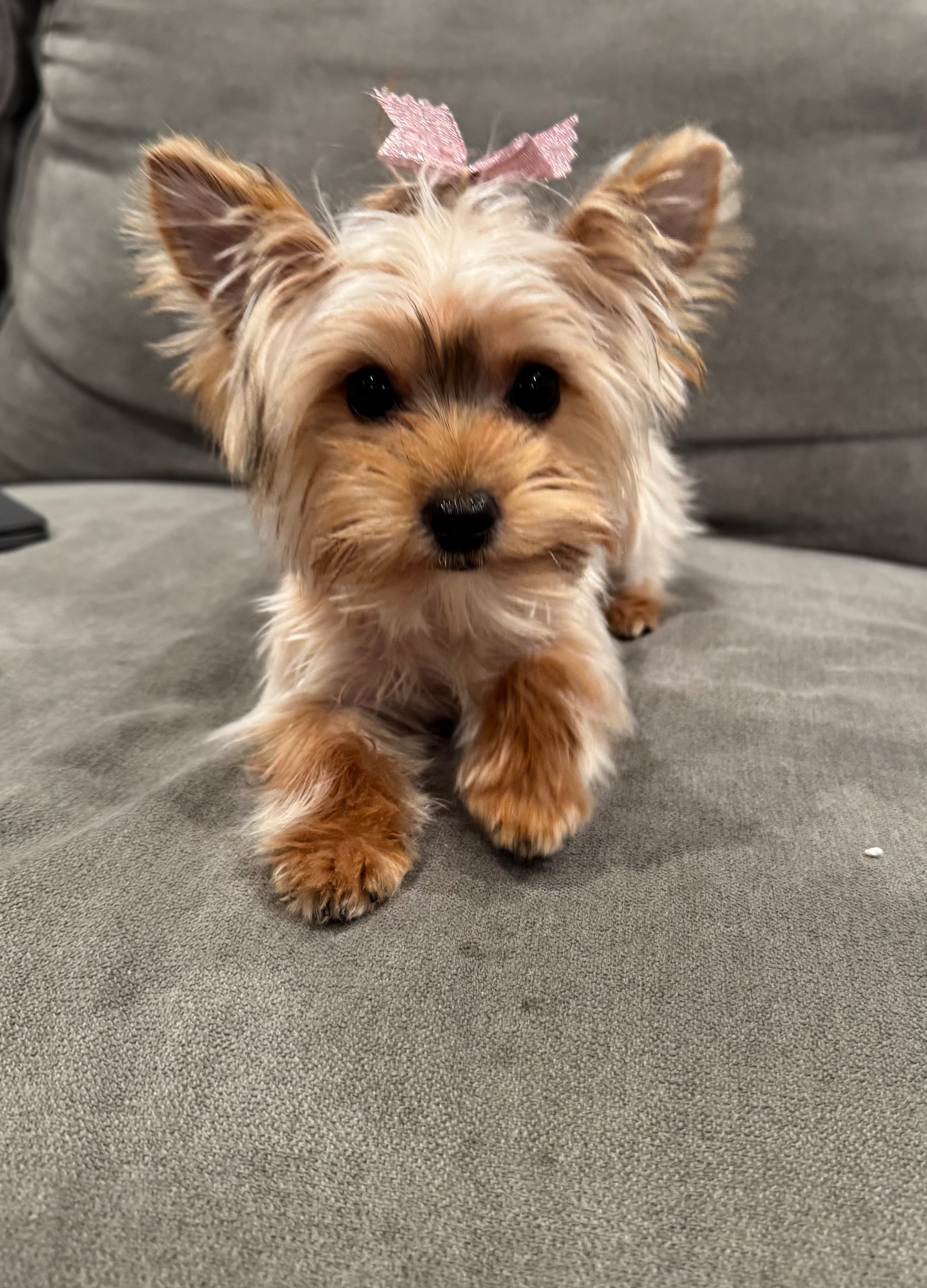 Fundraiser by Luke Bomar : Help Winnie Wheeze Less