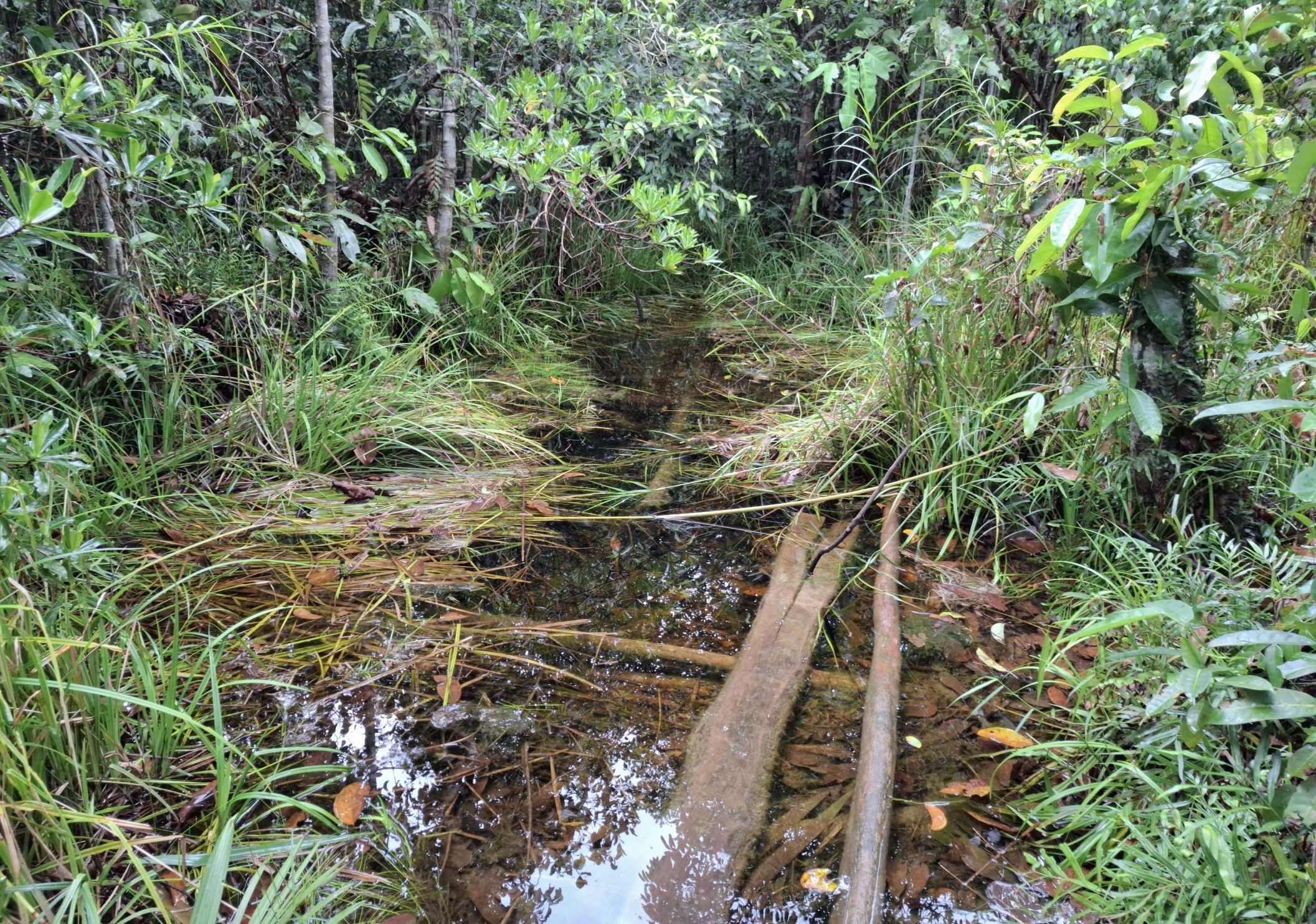 Fundraiser by Secher Benjamin : Help protect Indonesia’s endemic ...