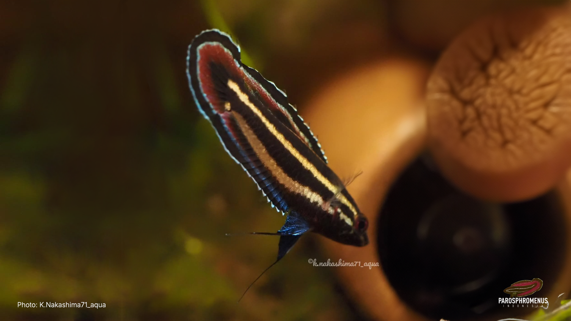 Fundraiser by Secher Benjamin : Help protect Indonesia’s endemic ...