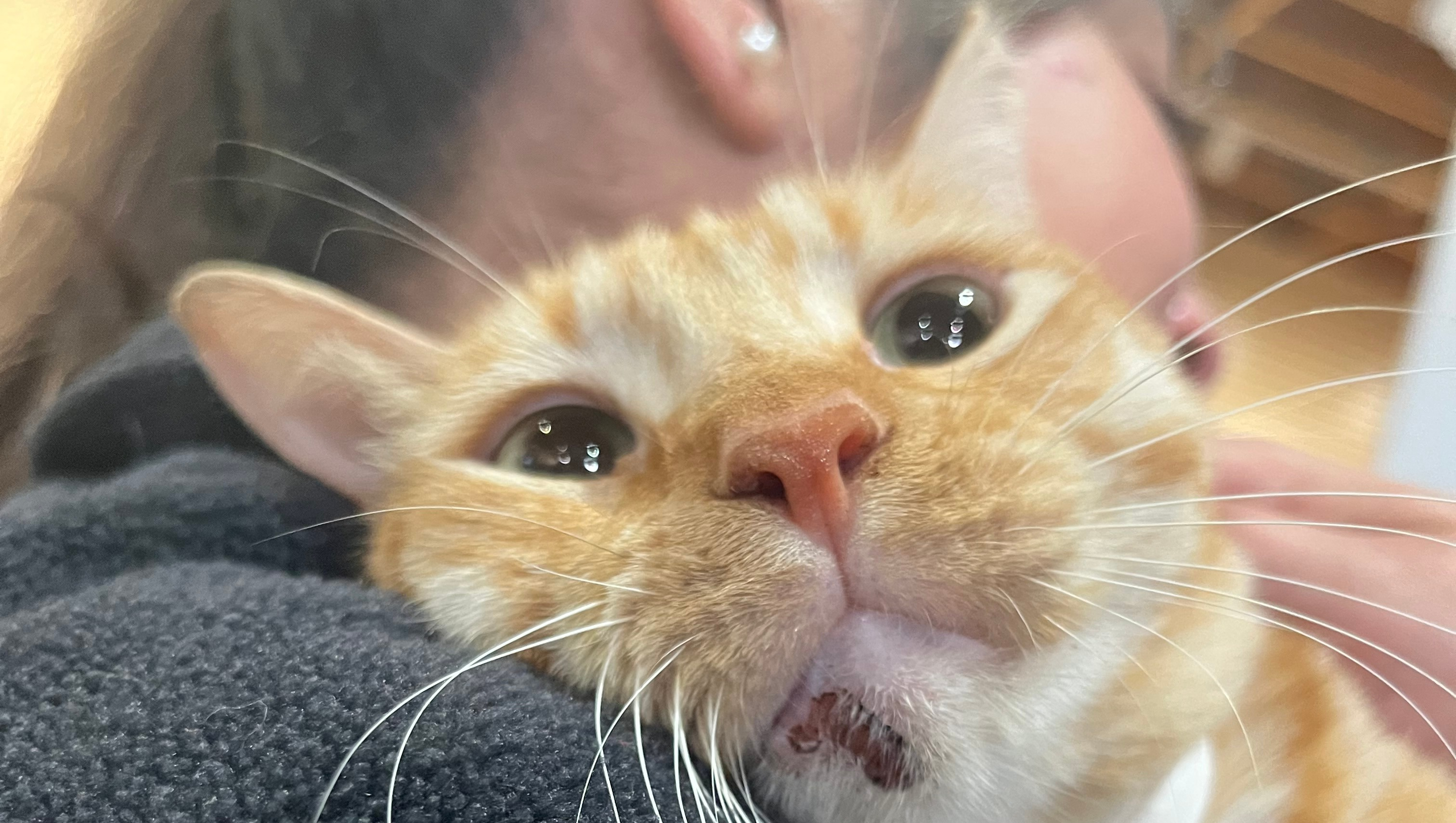 Fundraiser for Lin Wooten by Kaleigh Davis : Please help Pumpkin heal ...