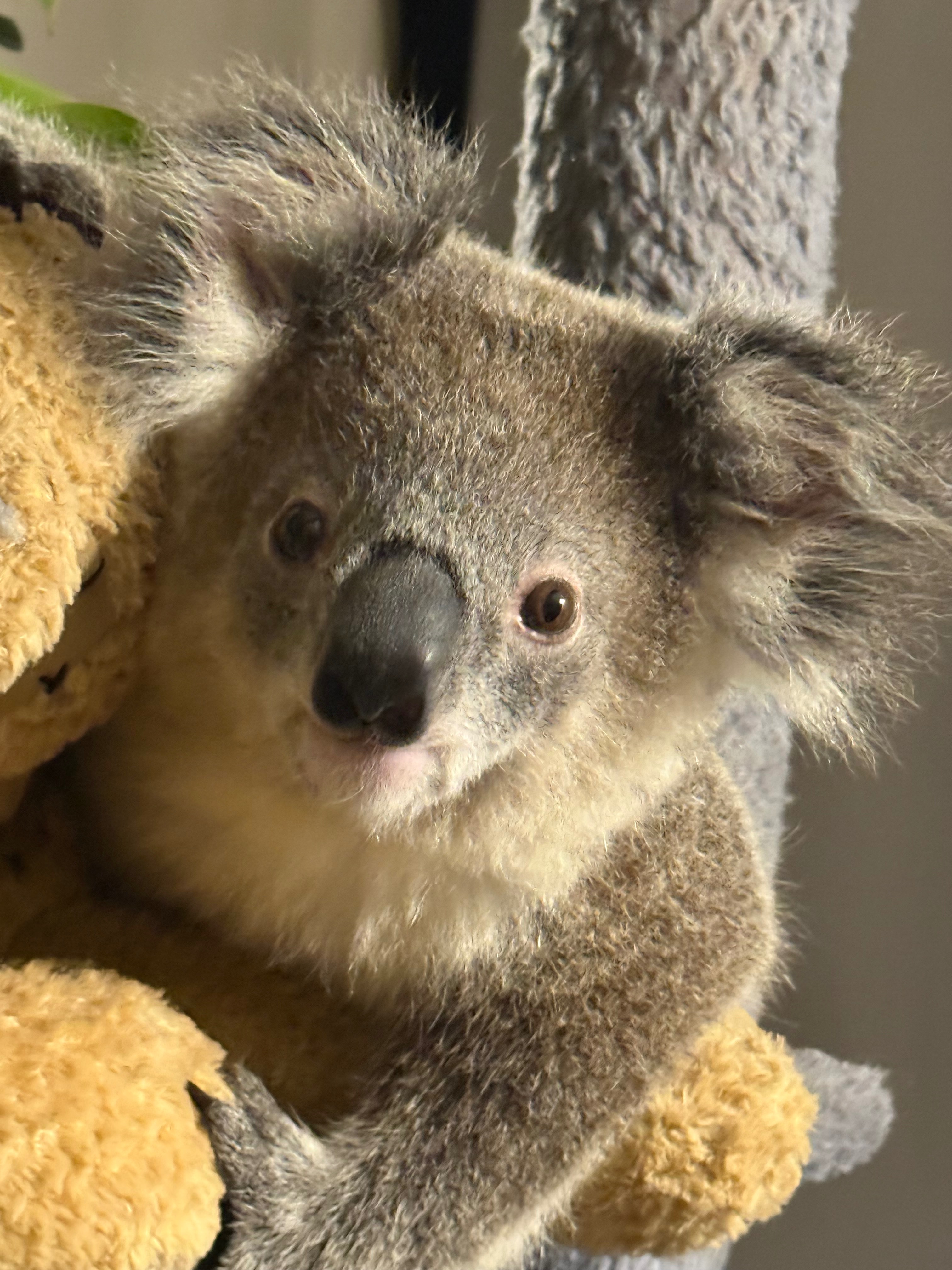 Fundraiser by Debbie Breen : Koala rehabilitation enclosures for ...