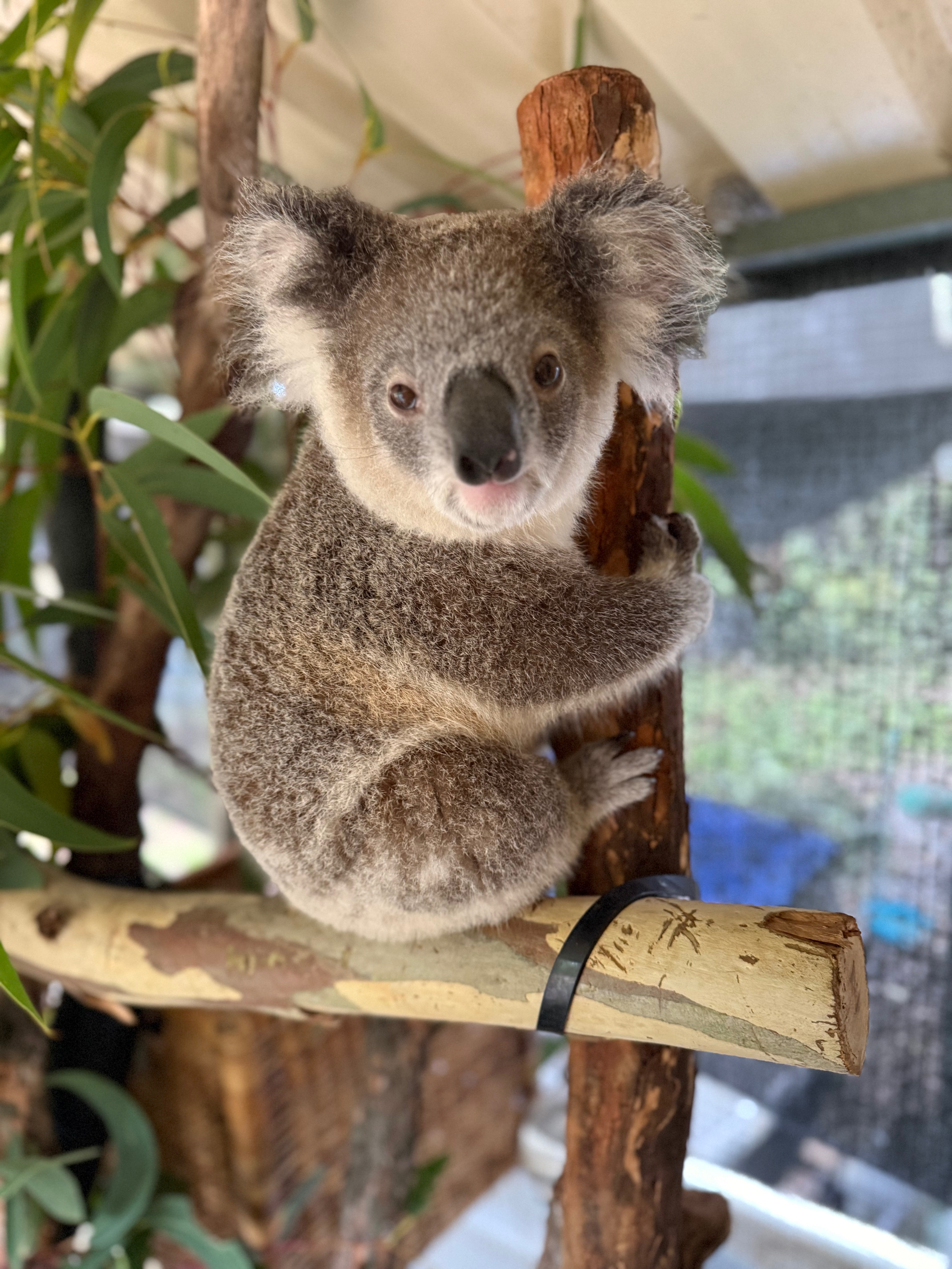 Fundraiser by Debbie Breen : Koala rehabilitation enclosures for ...