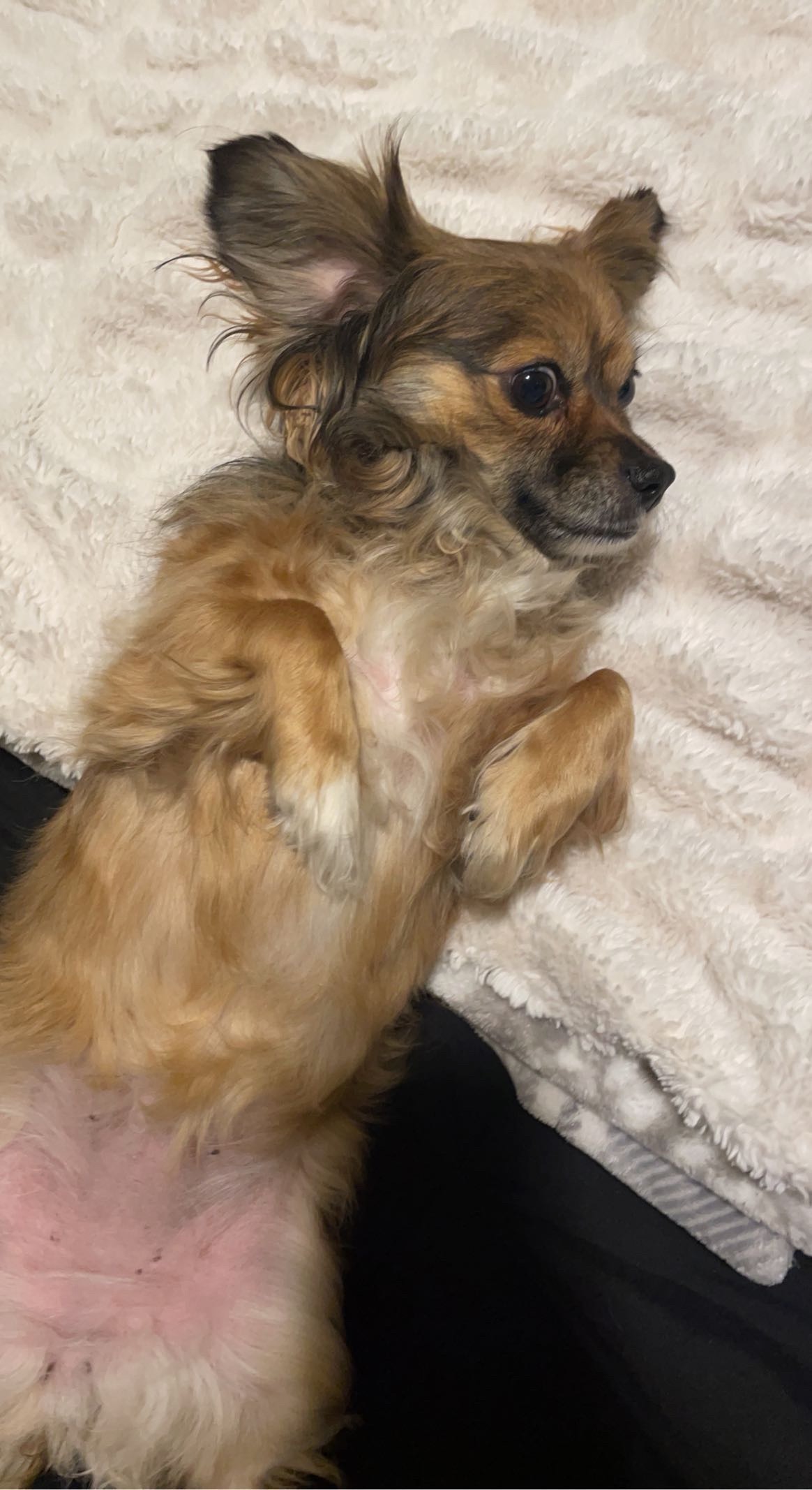 Fundraiser by Paige Nielsen : Help Zipper Get the Vet Care She Needs