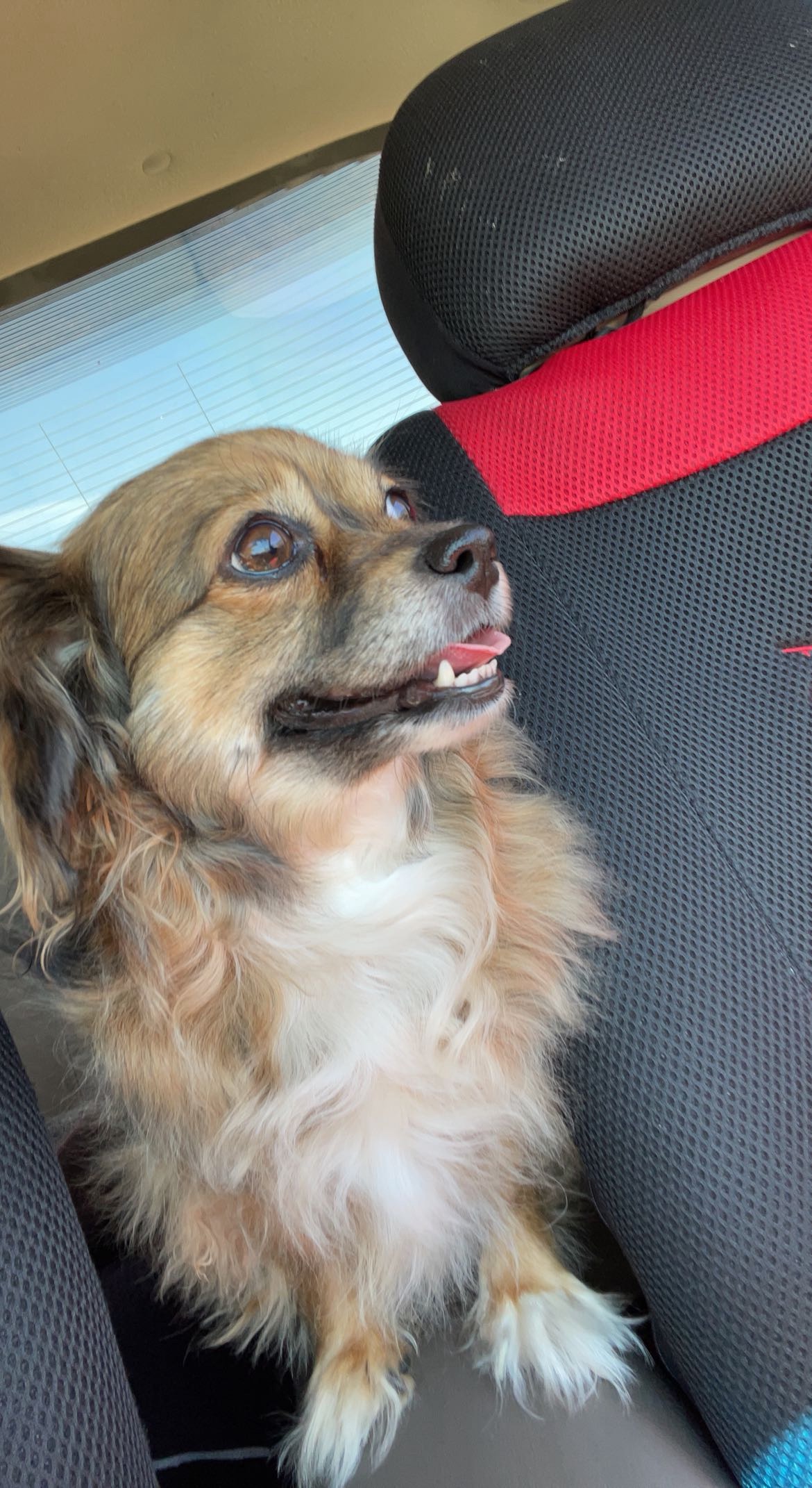 Fundraiser by Paige Nielsen : Help Zipper Get the Vet Care She Needs