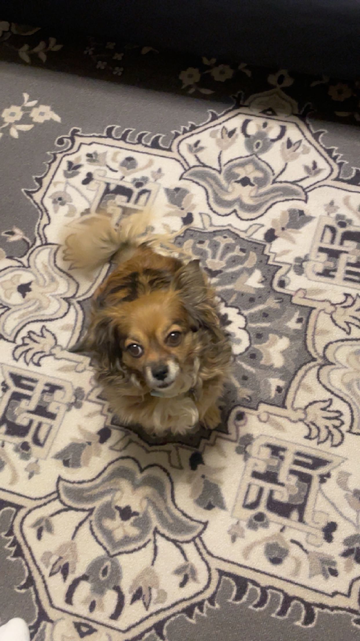 Fundraiser by Paige Nielsen : Help Zipper Get the Vet Care She Needs