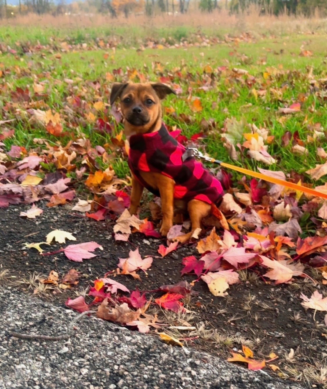 Fundraiser for Elizabeth Detter by Matthew Edmiston : Help Save Dexter!