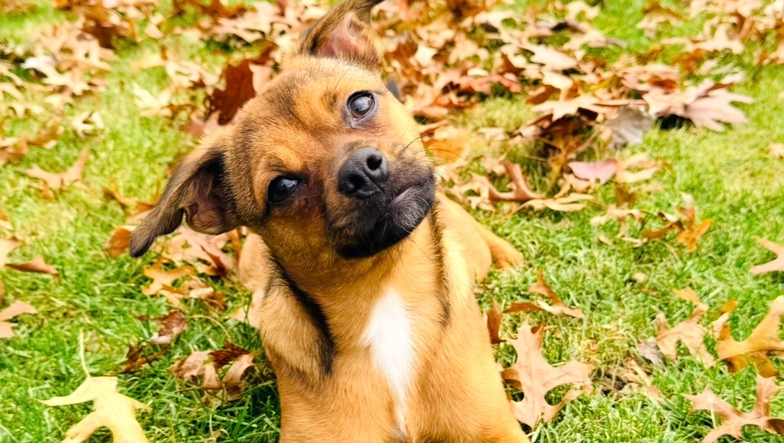 Fundraiser for Elizabeth Detter by Matthew Edmiston : Help Save Dexter!