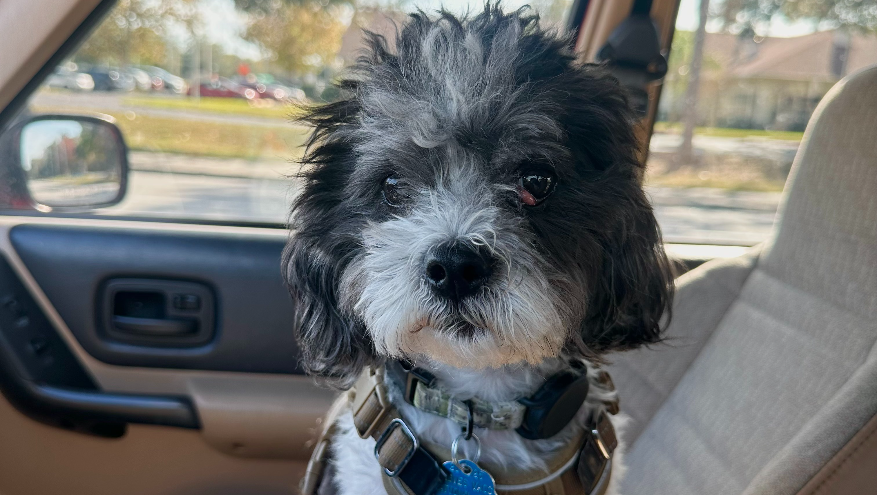 Fundraiser by Ashlyn Powers : Help Remy Get His MRI and Vet Care To ...