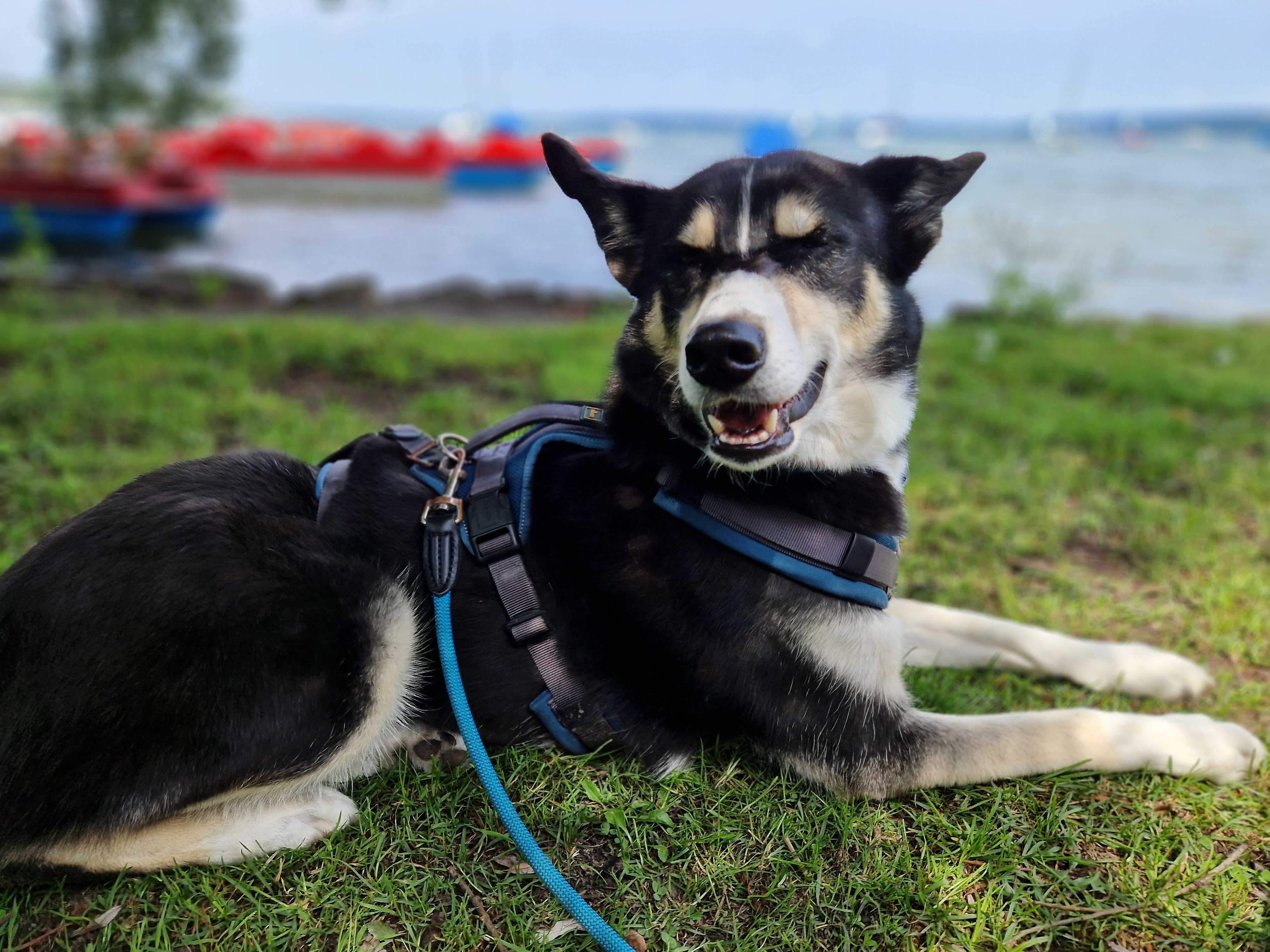 Fundraiser by Bettina Kuenne : Zeit schenken für Blue