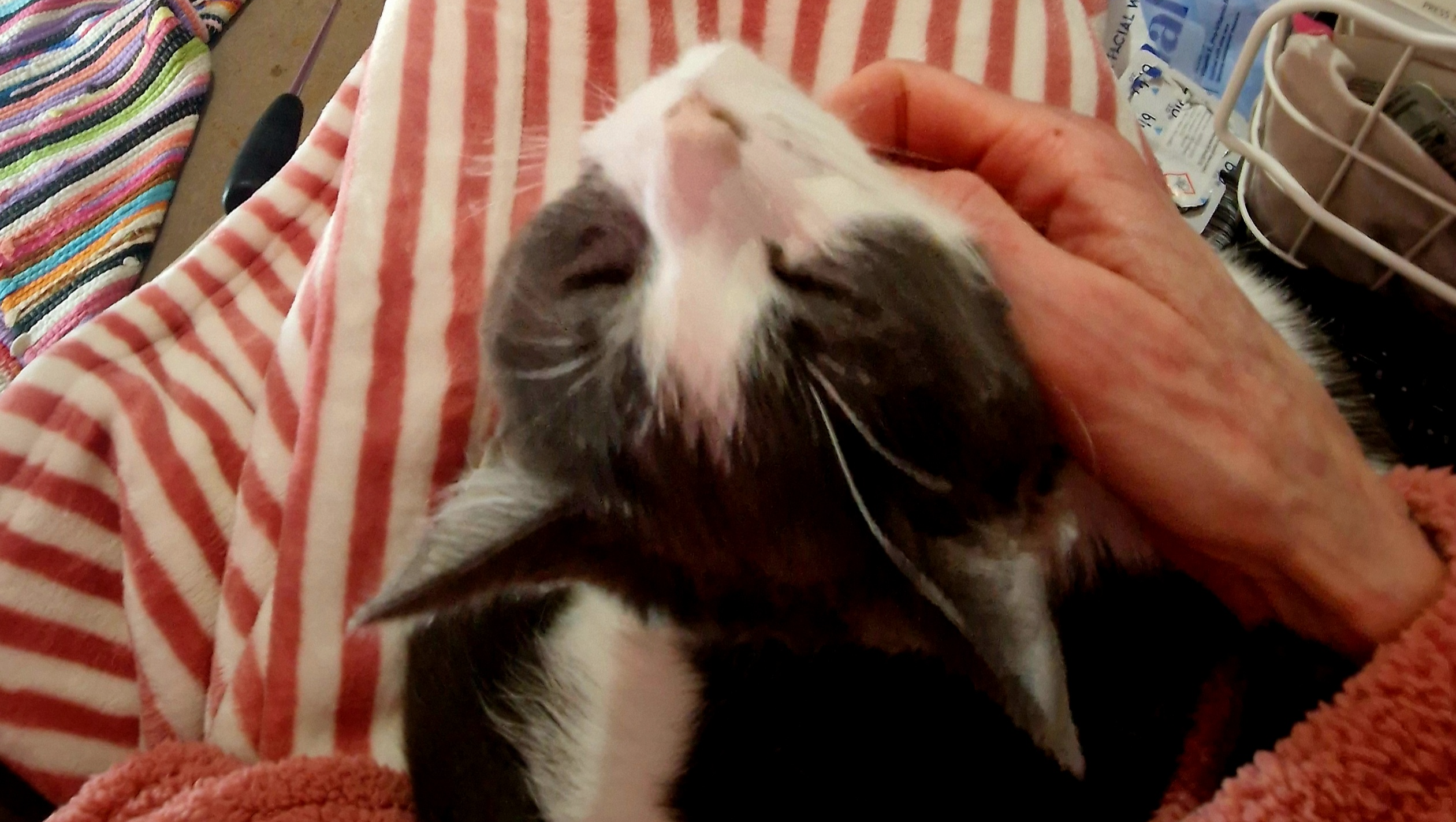 Fundraiser by Fay Trezise : Danemere Animal Rescue, from where I ...