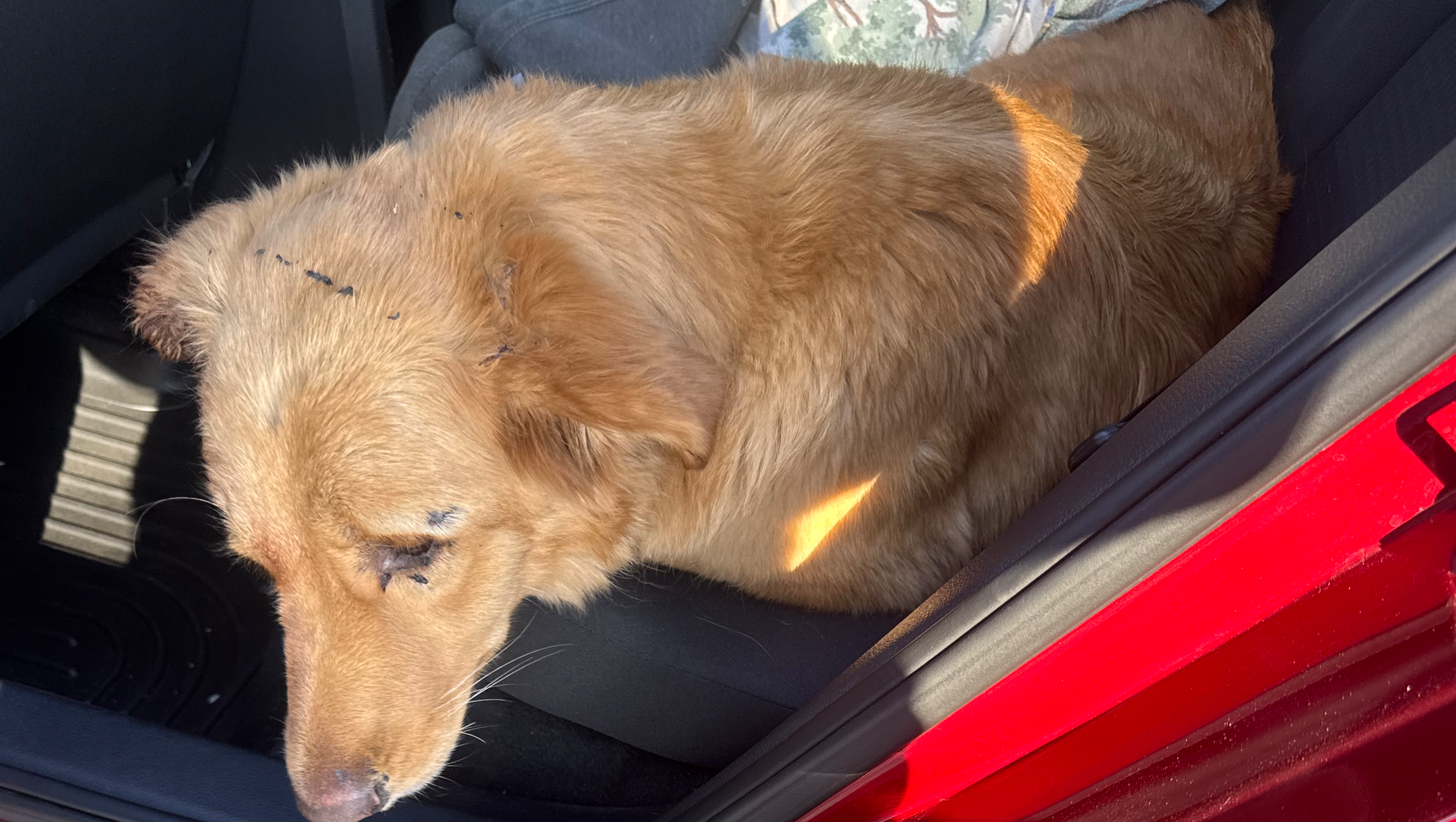Fundraiser by beverly bailey : Help save Zoe the golden retriever that ...