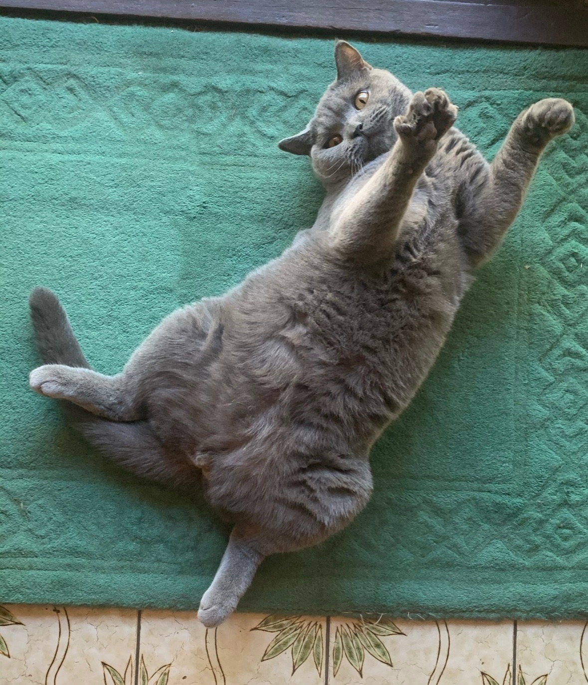 Fundraiser by Hayley Prentice : Please help me save my daughter’s best ...