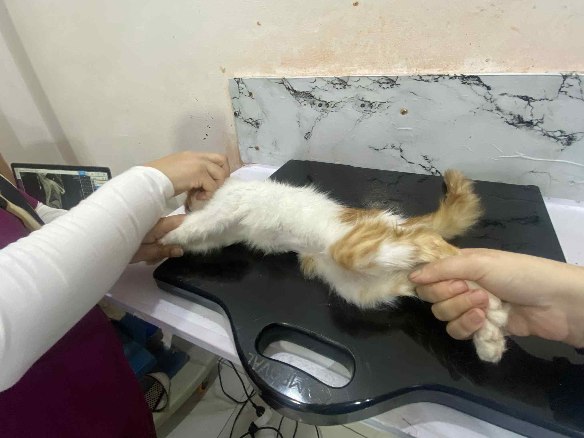 Fundraiser by Anna Burman : Please help Rasha feed street and shelter ...