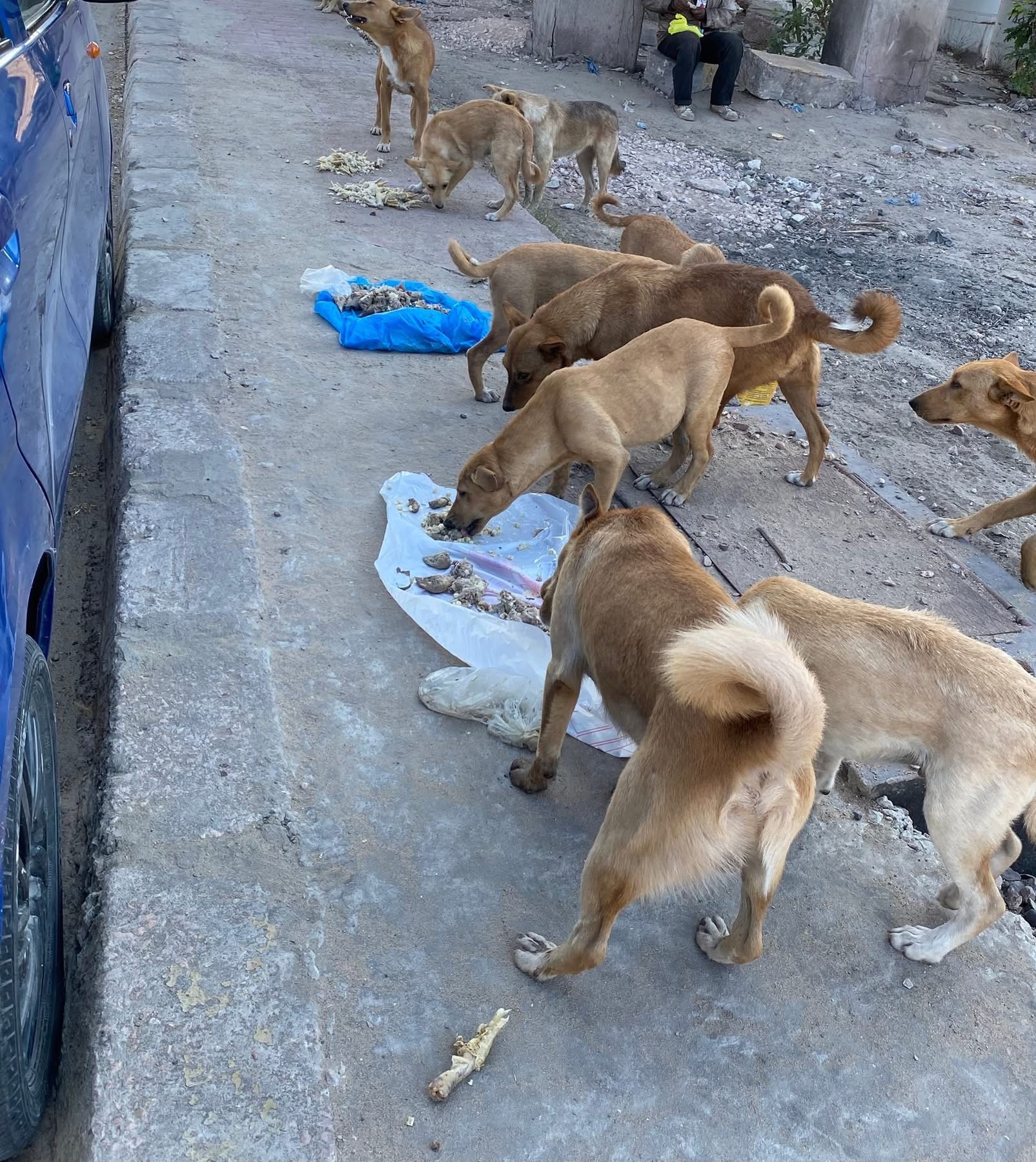 Fundraiser by Anna Burman : Please help Rasha feed street and shelter ...