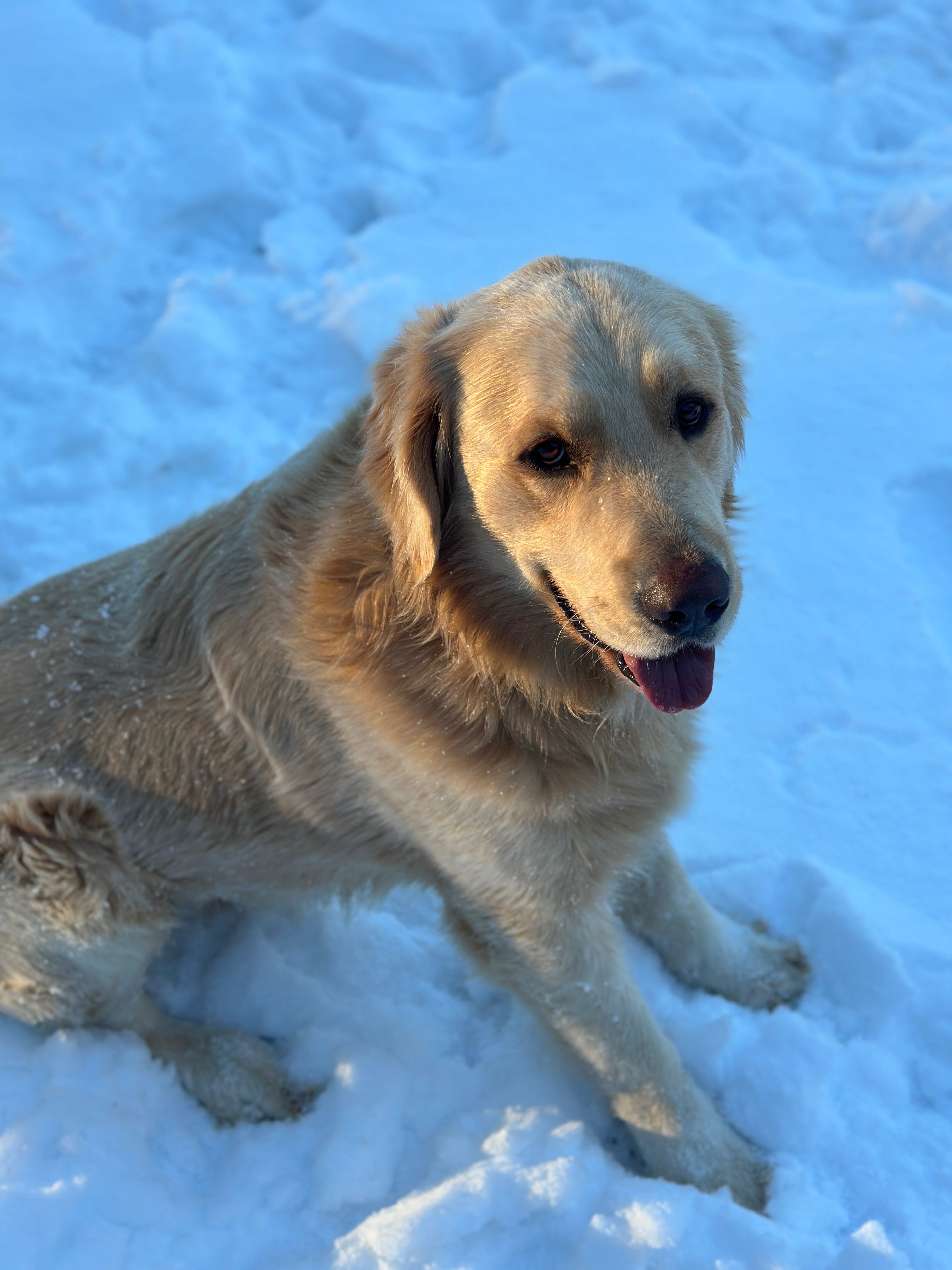 Fundraiser by Oksana Pilat : Please Help My Sweet Boy Leo