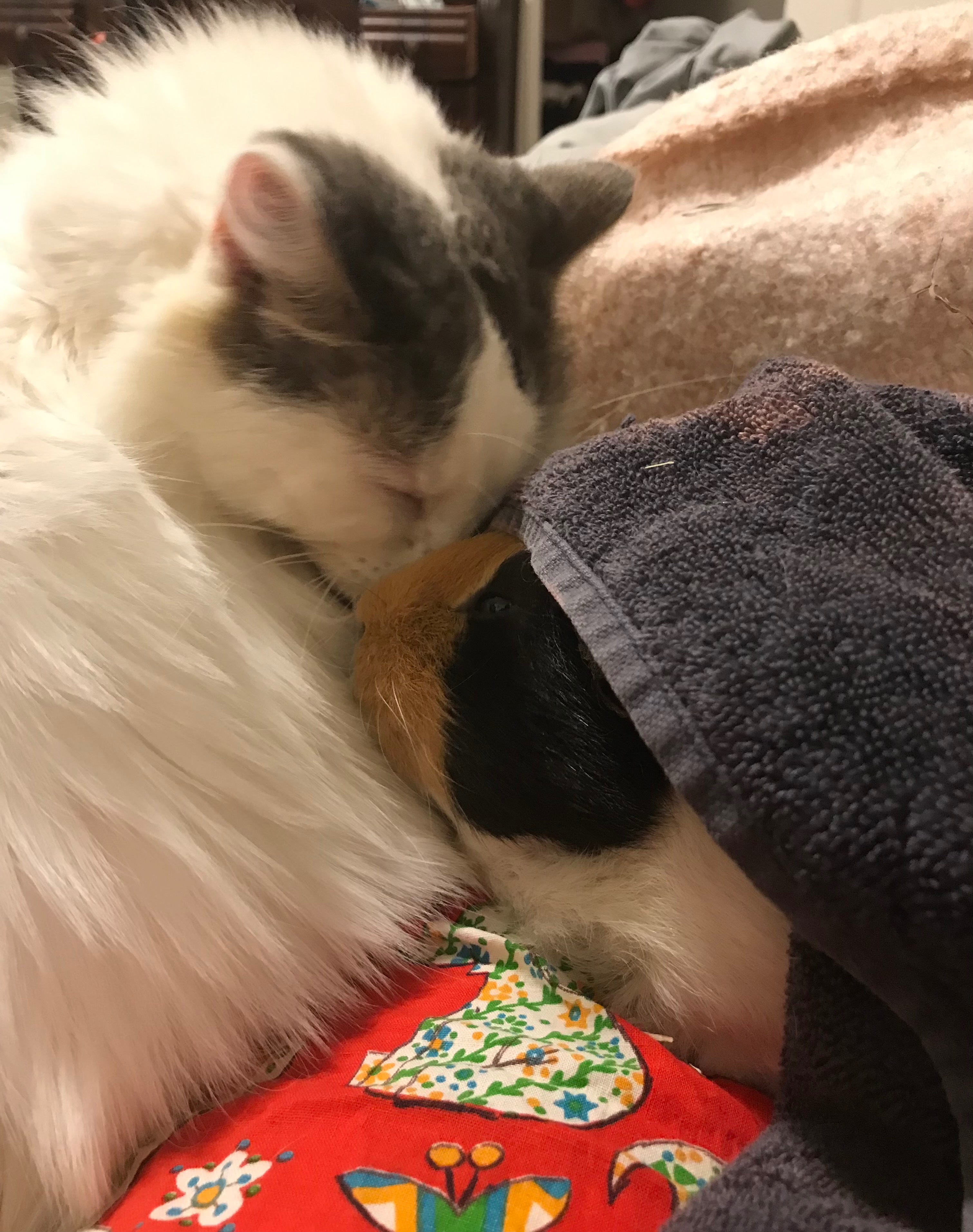 Fundraiser by Elvira Sakhauva : Help Gwyn Get Lifesaving Vet Care