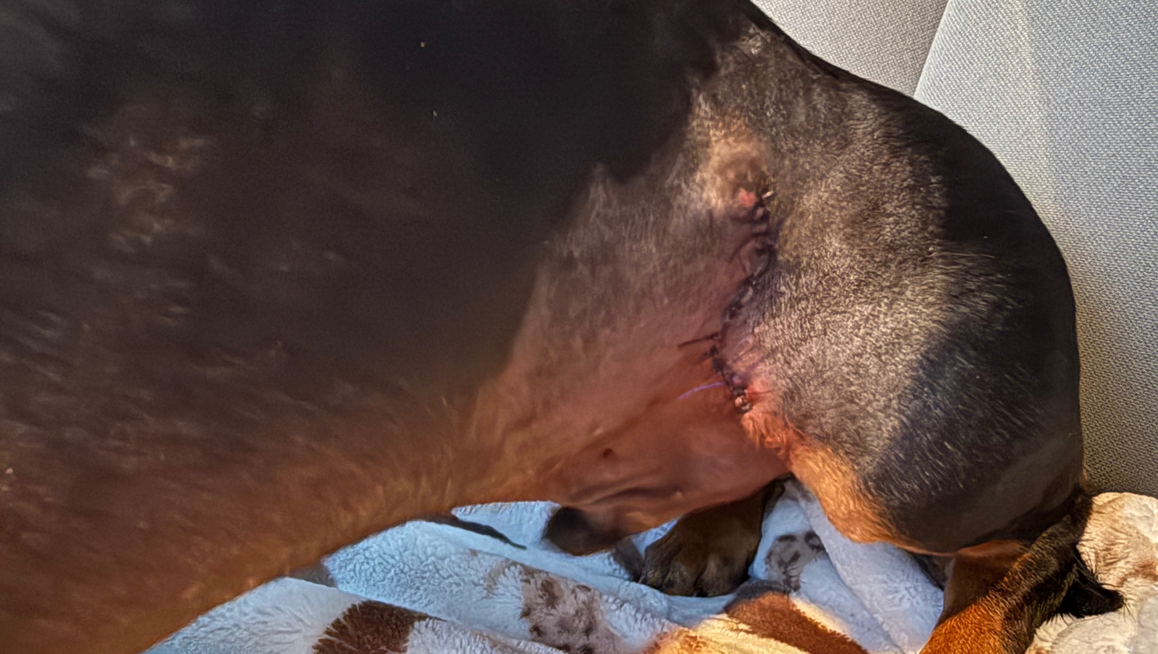 Fundraiser by Sabrina Coffman : Help Archie Heal After His Injury