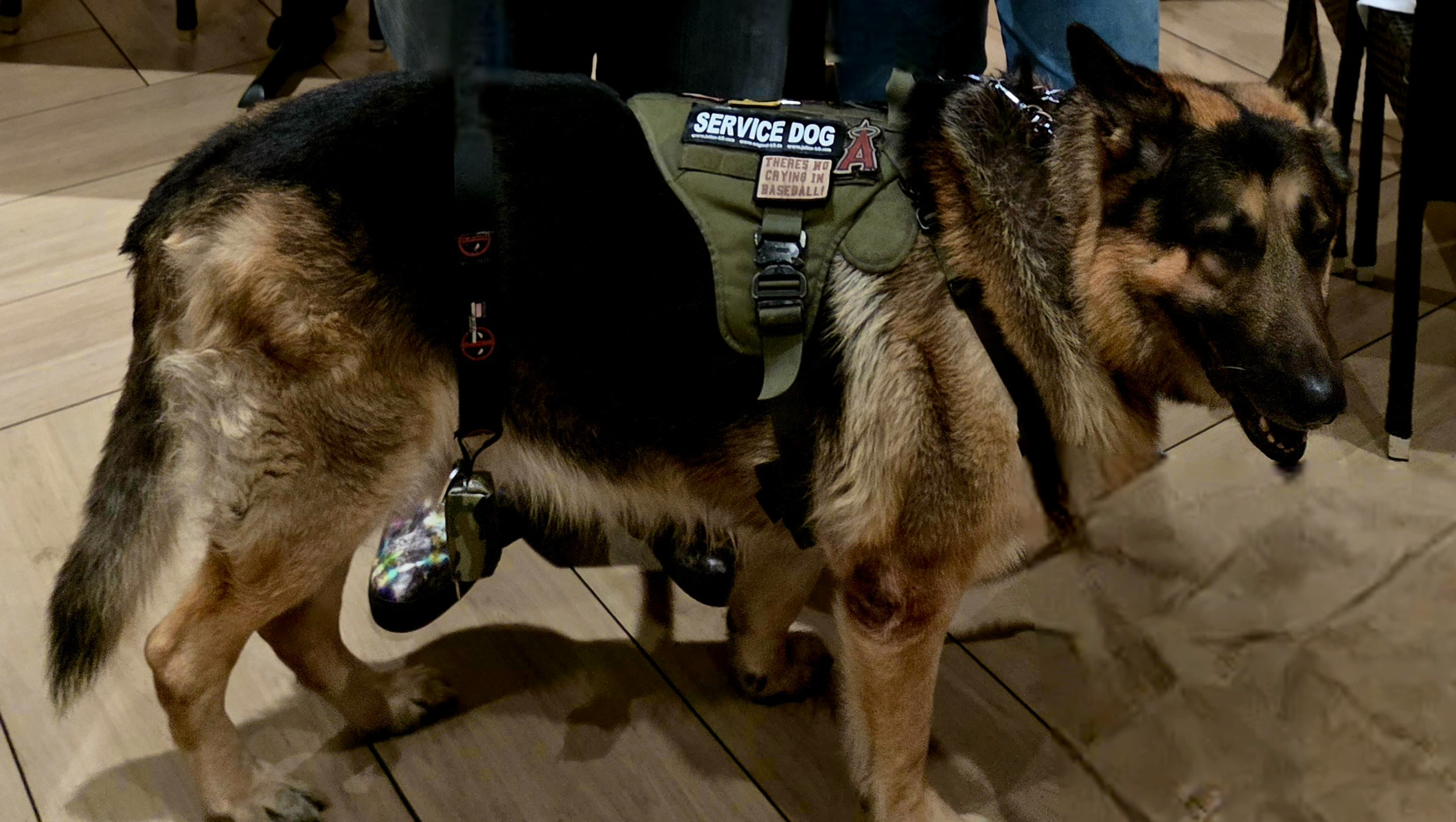 Fundraiser by James Kushon : Emergency Care for Ahijah, CTE Service Dog