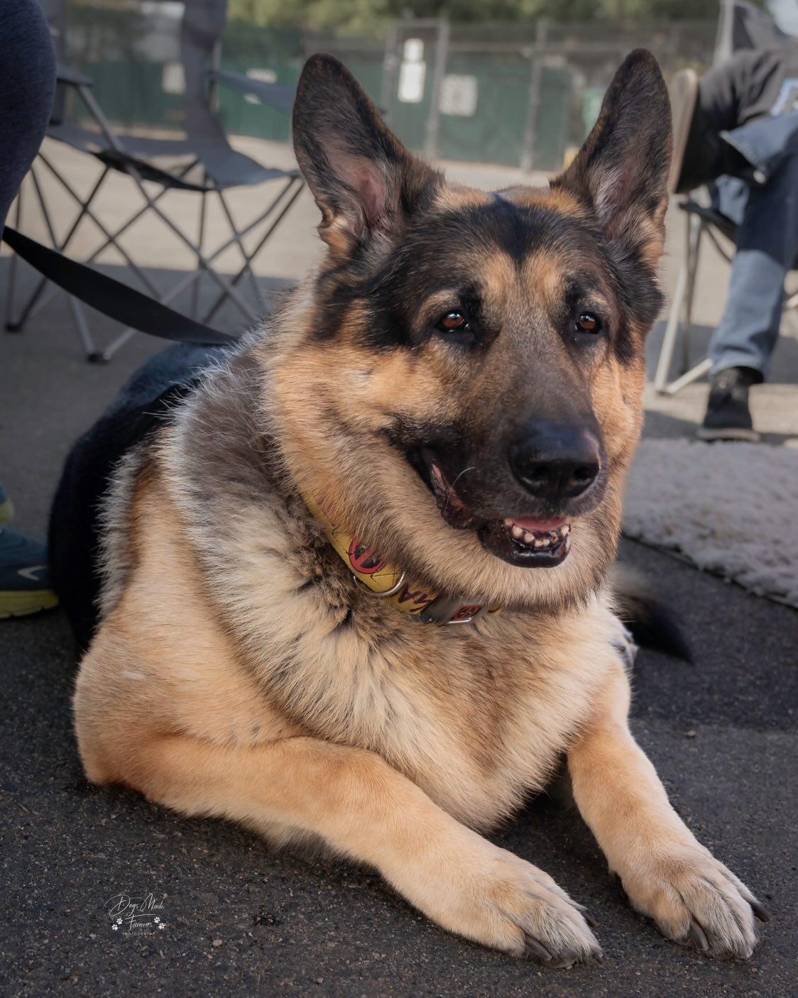 Fundraiser by James Kushon : Emergency Care for Ahijah, CTE Service Dog