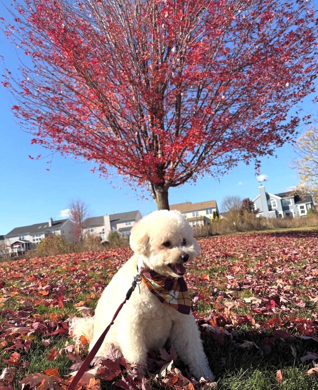 Fundraiser by Mahnoor Babar : Help Leo See Again