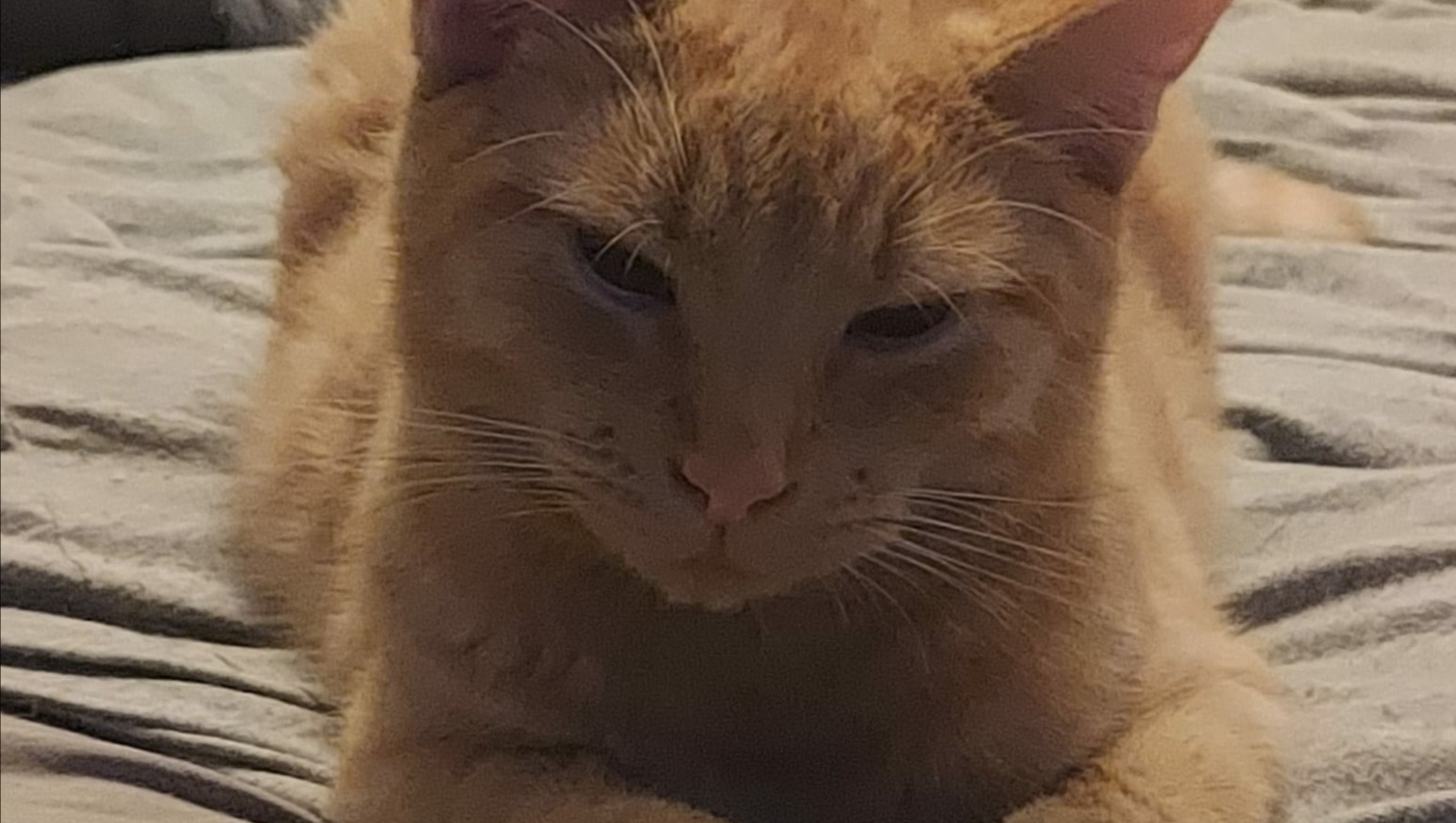 Fundraiser by Lucy Kopsch : Please help save Ginger's life