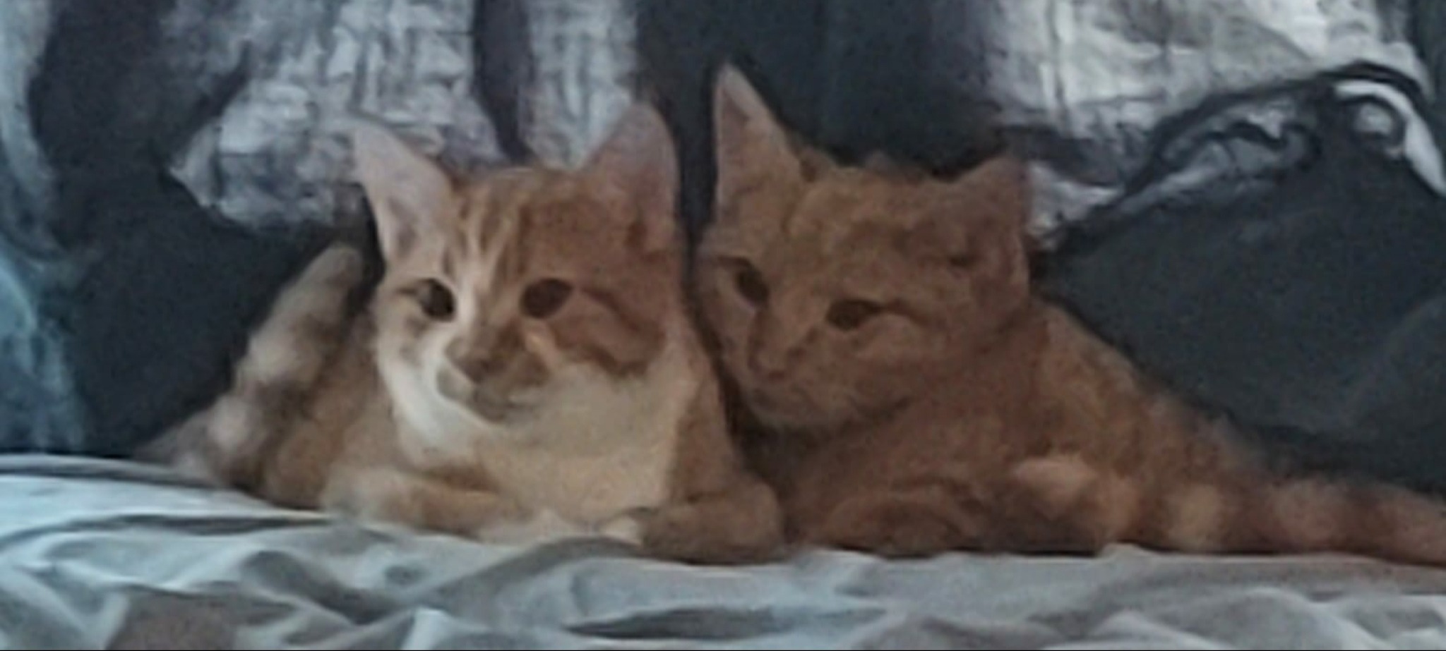 Fundraiser by Lucy Kopsch : Please help save Ginger's life