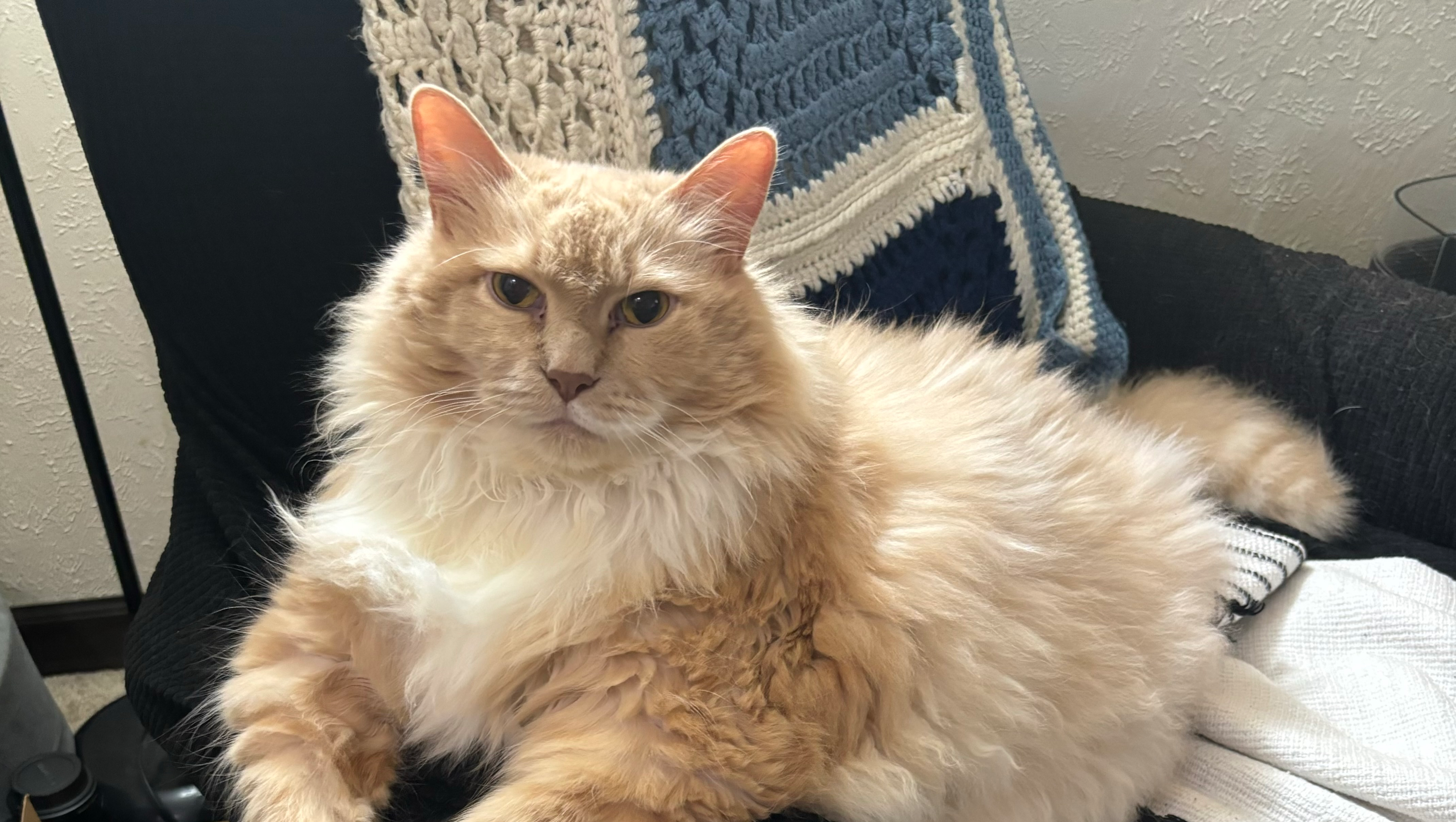 Fundraiser by Chelsea Skolarz : Help Fluff Get the Surgery He Needs