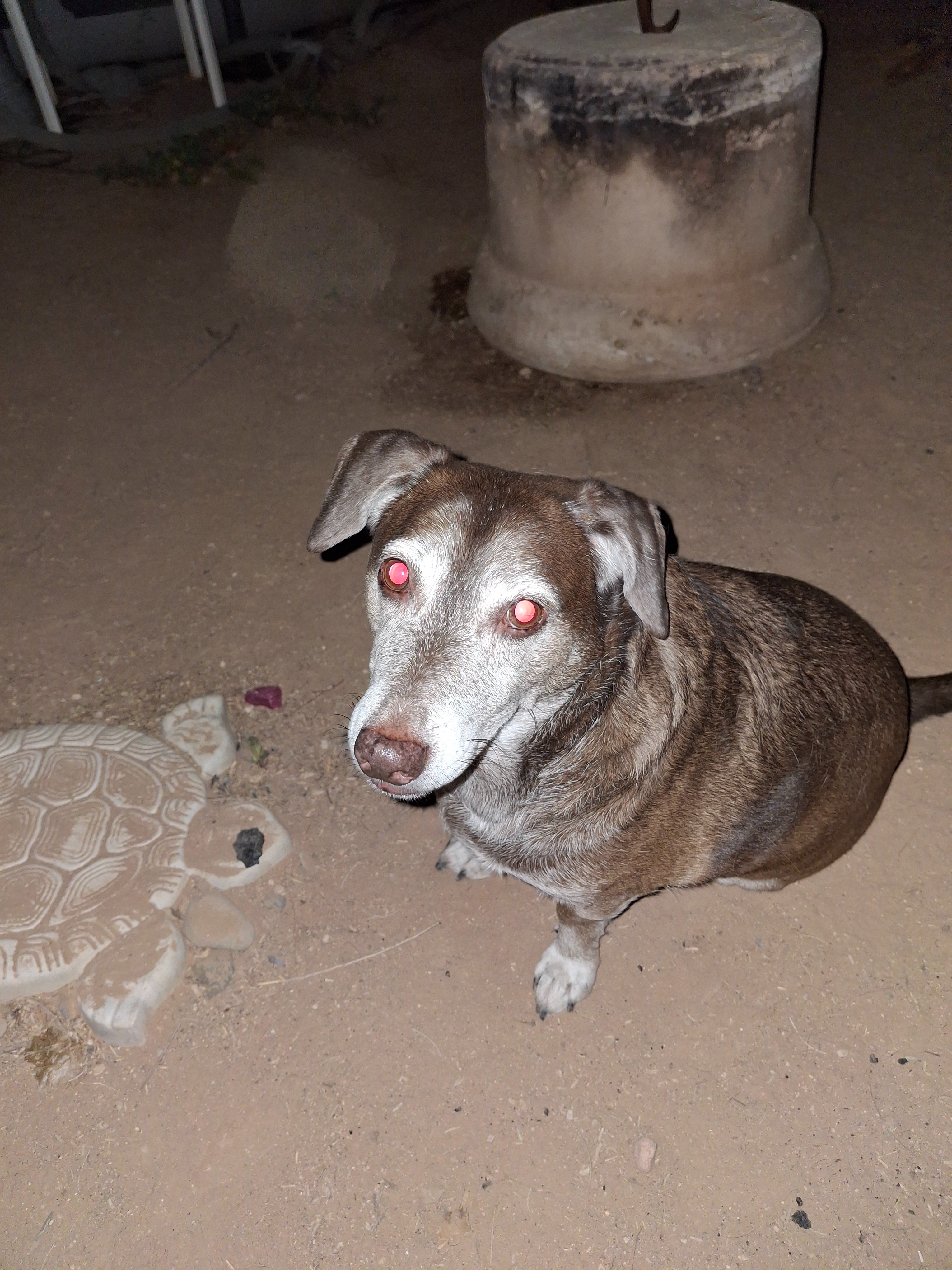 Fundraiser by Marti Crow : Help Marti and Her Dogs Journey Back to Ohio