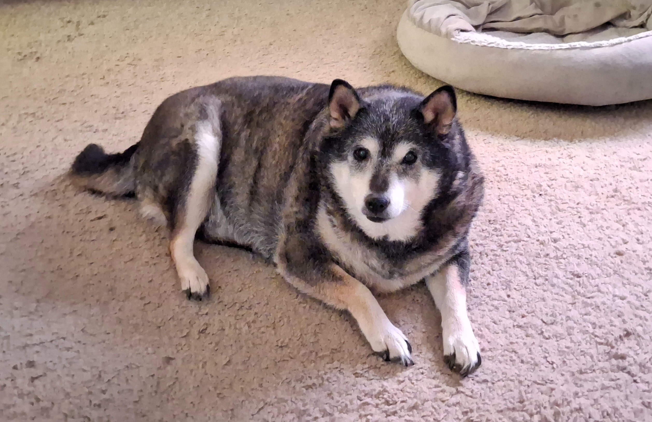 Fundraiser by Marti Crow : Help Marti and Her Dogs Journey Back to Ohio