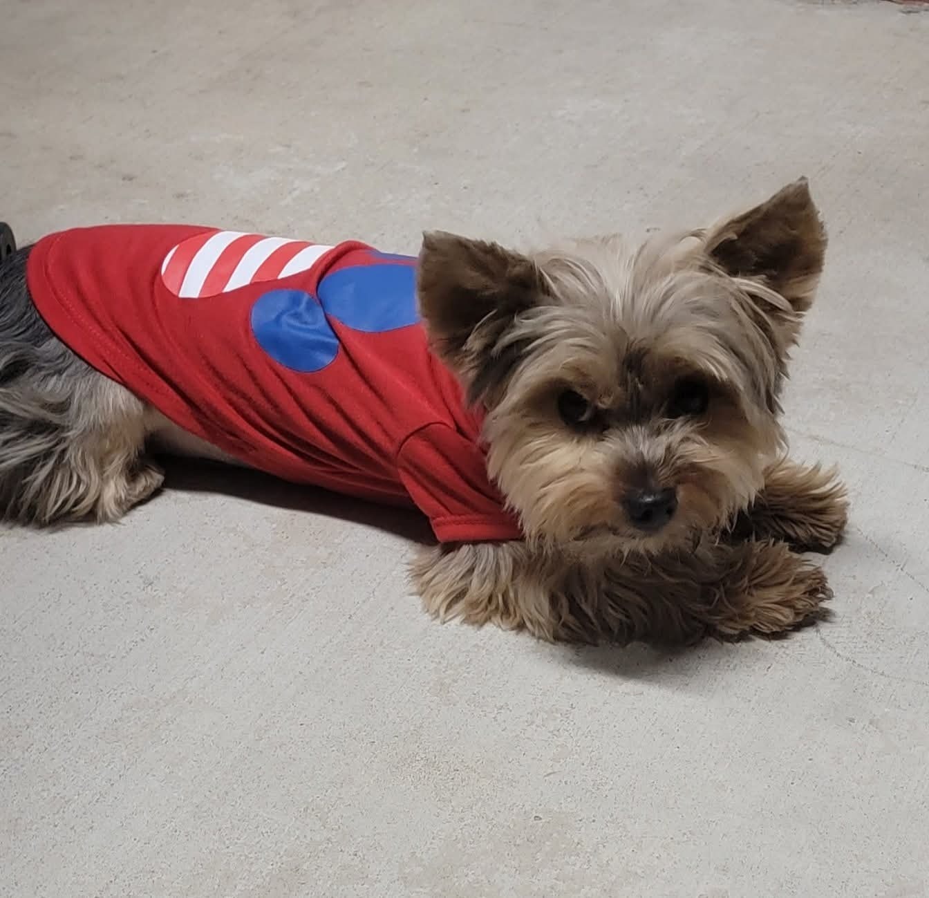 Fundraiser by lisa Wilson : A Little Girl’s Birthday Wish: Bring Gucci ...