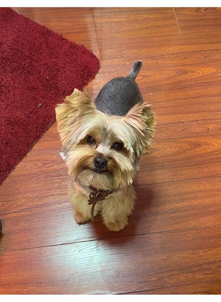 Fundraiser by lisa Wilson : A Little Girl’s Birthday Wish: Bring Gucci ...