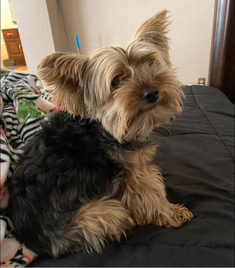 Fundraiser by lisa Wilson : A Little Girl’s Birthday Wish: Bring Gucci ...