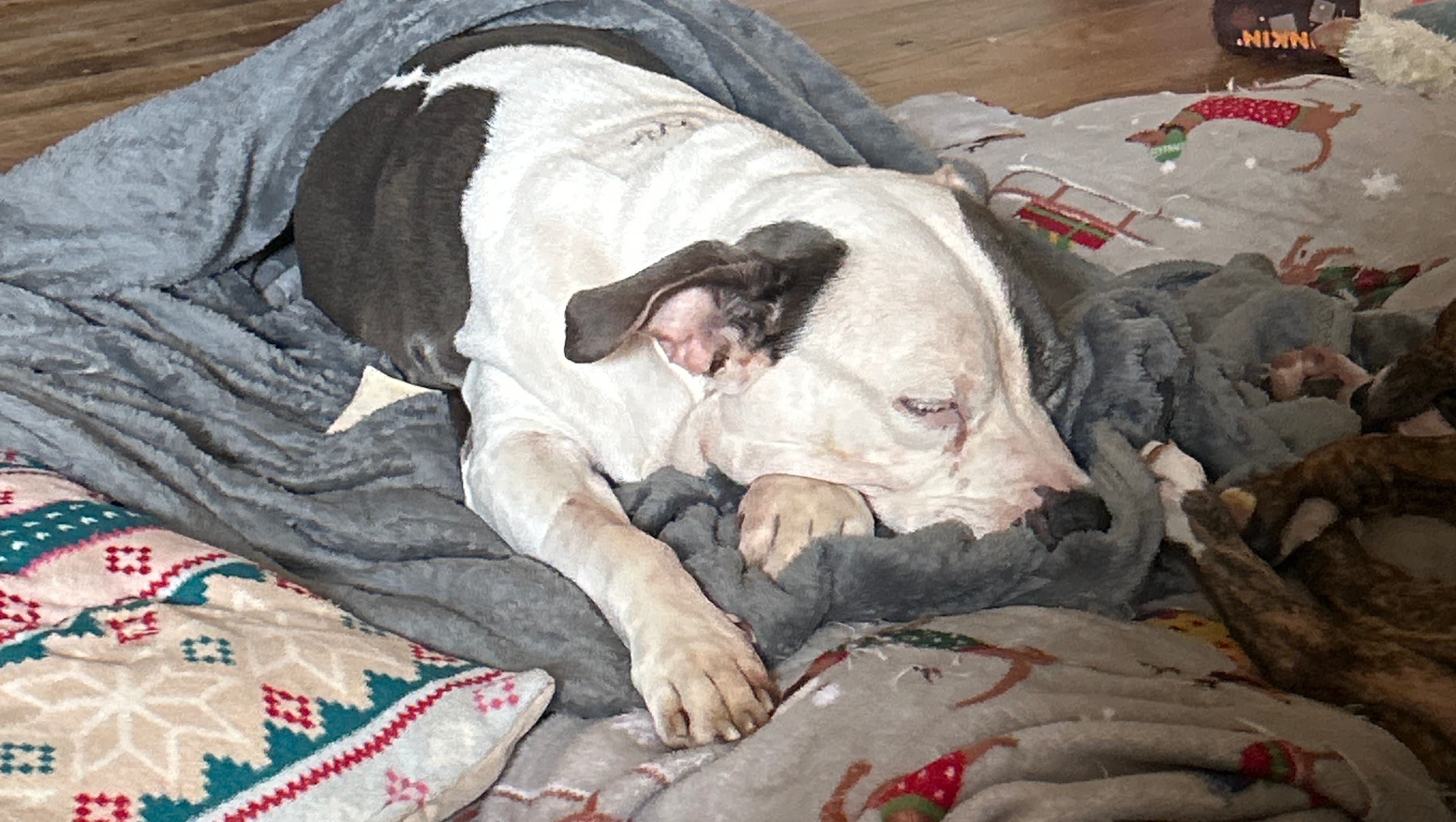 Fundraiser by Crystel Secoy : Help Lucy Lou Moo Get the Care She Needs