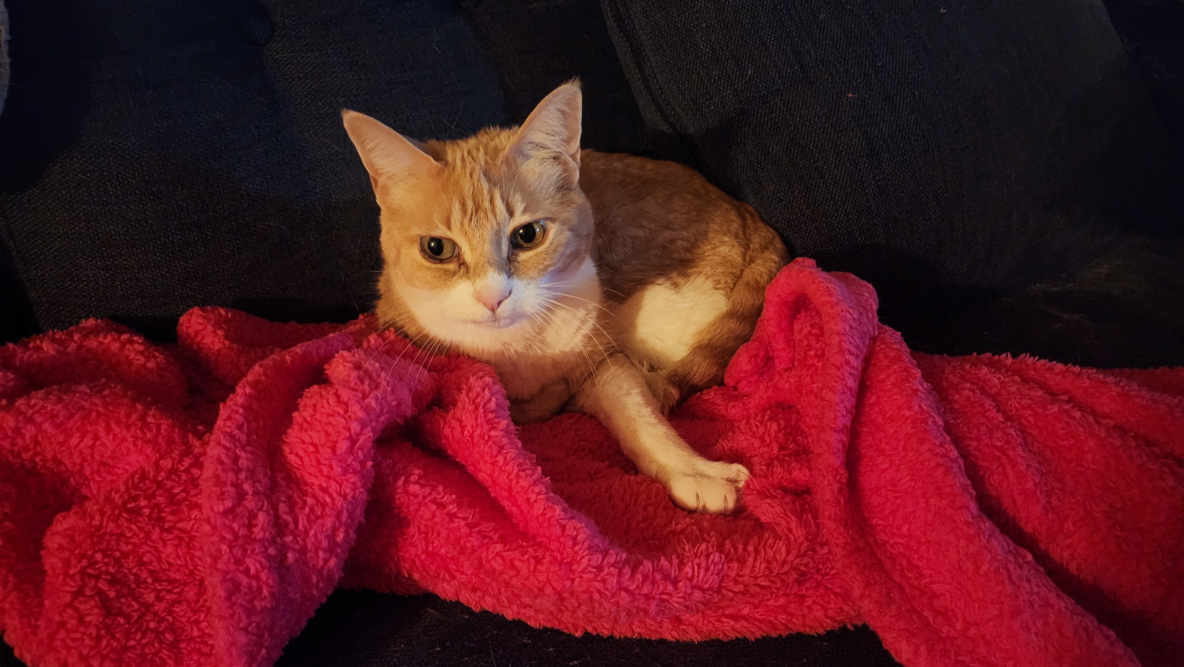 Fundraiser by Christina Gregory : help Miss Maddie get her Pancreatitis ...