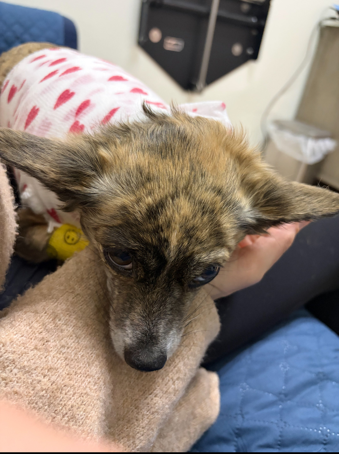 Fundraiser for Shannon Whalen by rachel howard : Help Brando Heal After ...