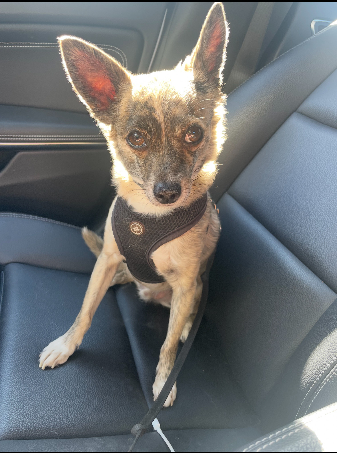 Fundraiser for Shannon Whalen by rachel howard : Help Brando Heal After ...