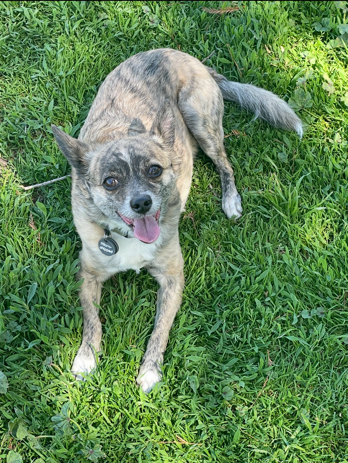 Fundraiser for Shannon Whalen by rachel howard : Help Brando Heal After ...