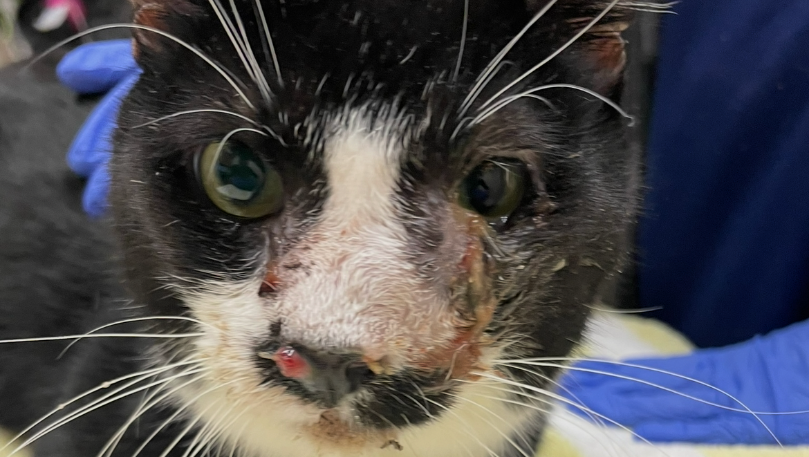 Fundraiser by melina prescott : Moustaki’s Medical Bills