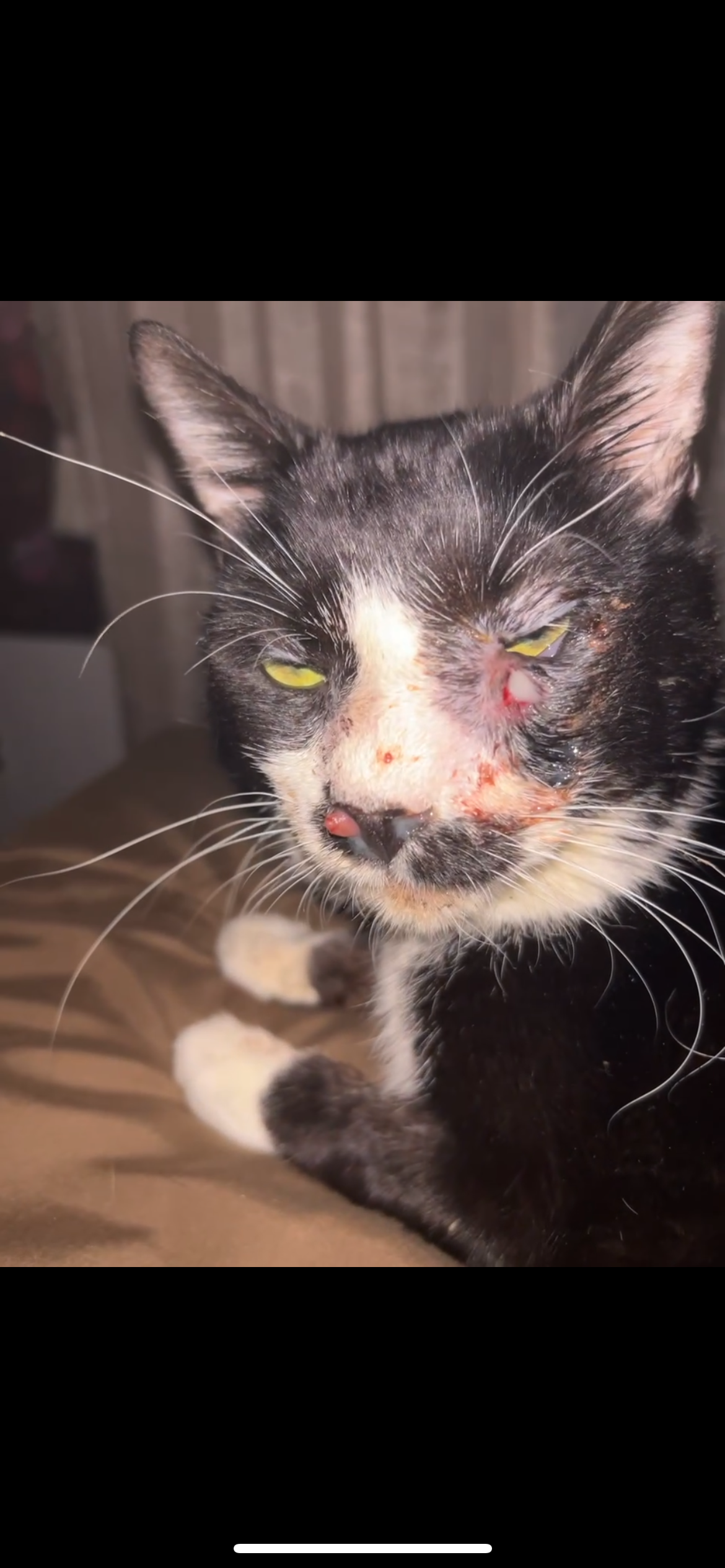 Fundraiser by melina prescott : Moustaki’s Medical Bills