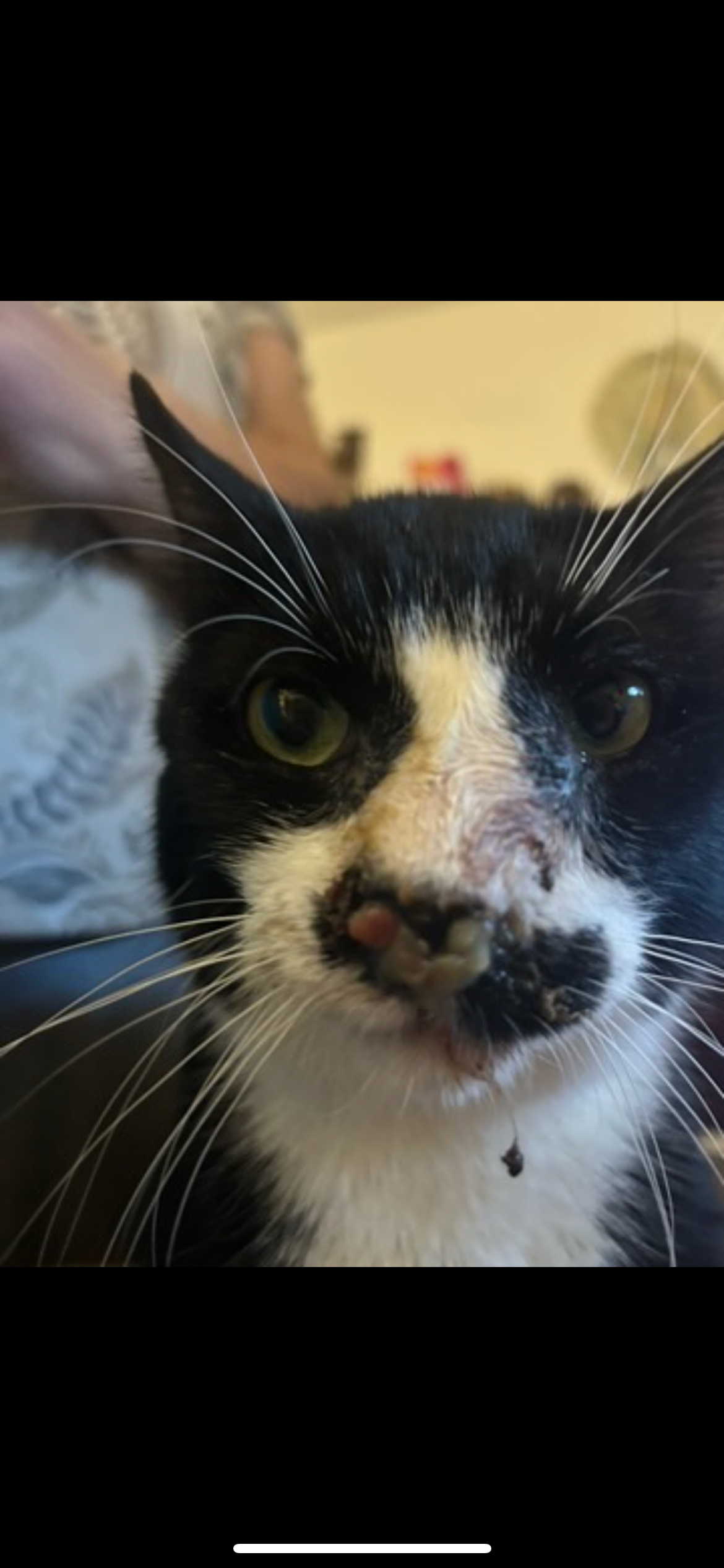 Fundraiser by melina prescott : Moustaki’s Medical Bills