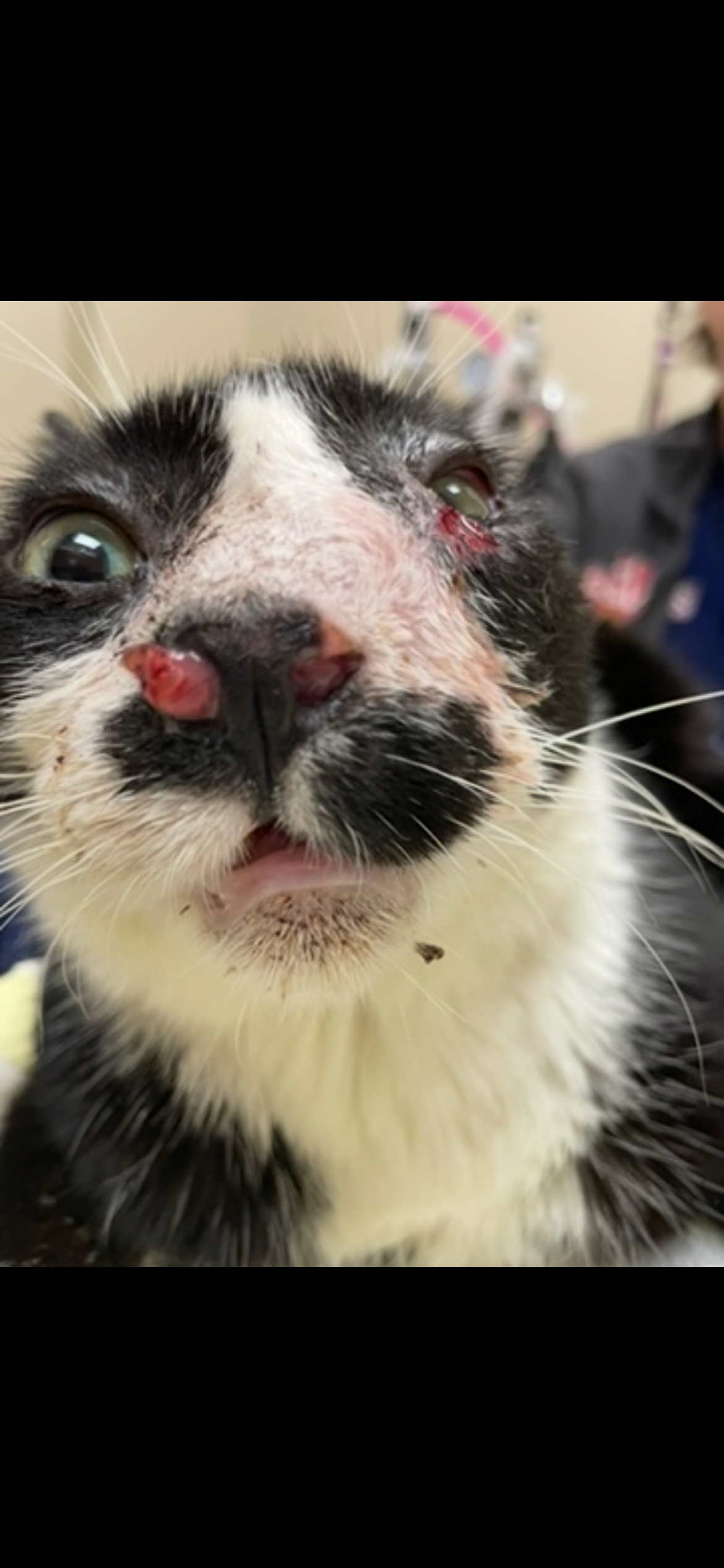 Fundraiser by melina prescott : Moustaki’s Medical Bills