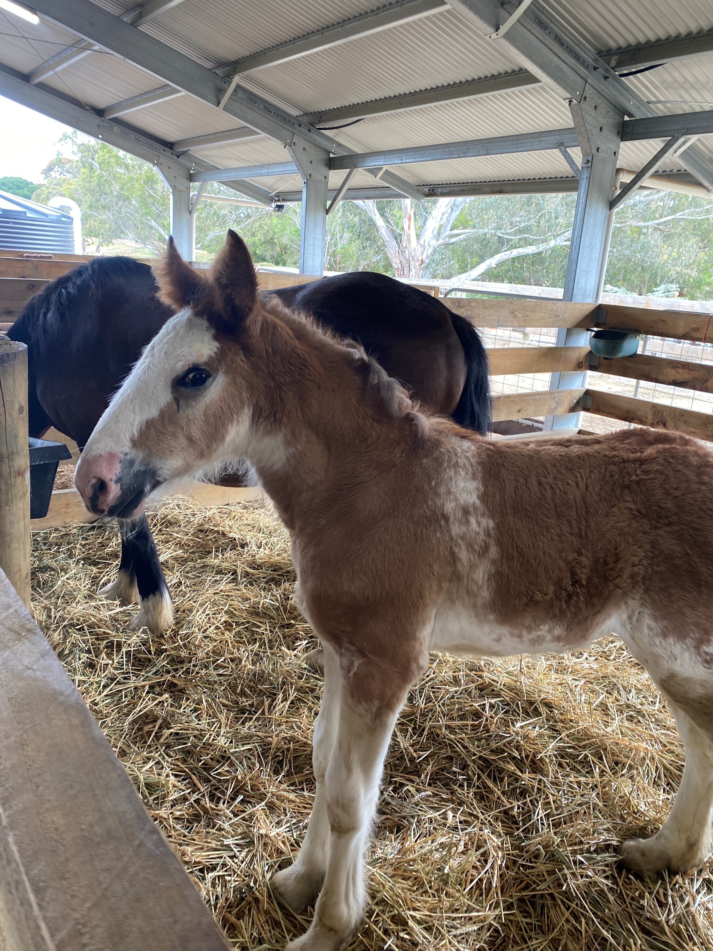 Fundraiser by Victor Harbor Horse Tram : Donate to Baby Hazel