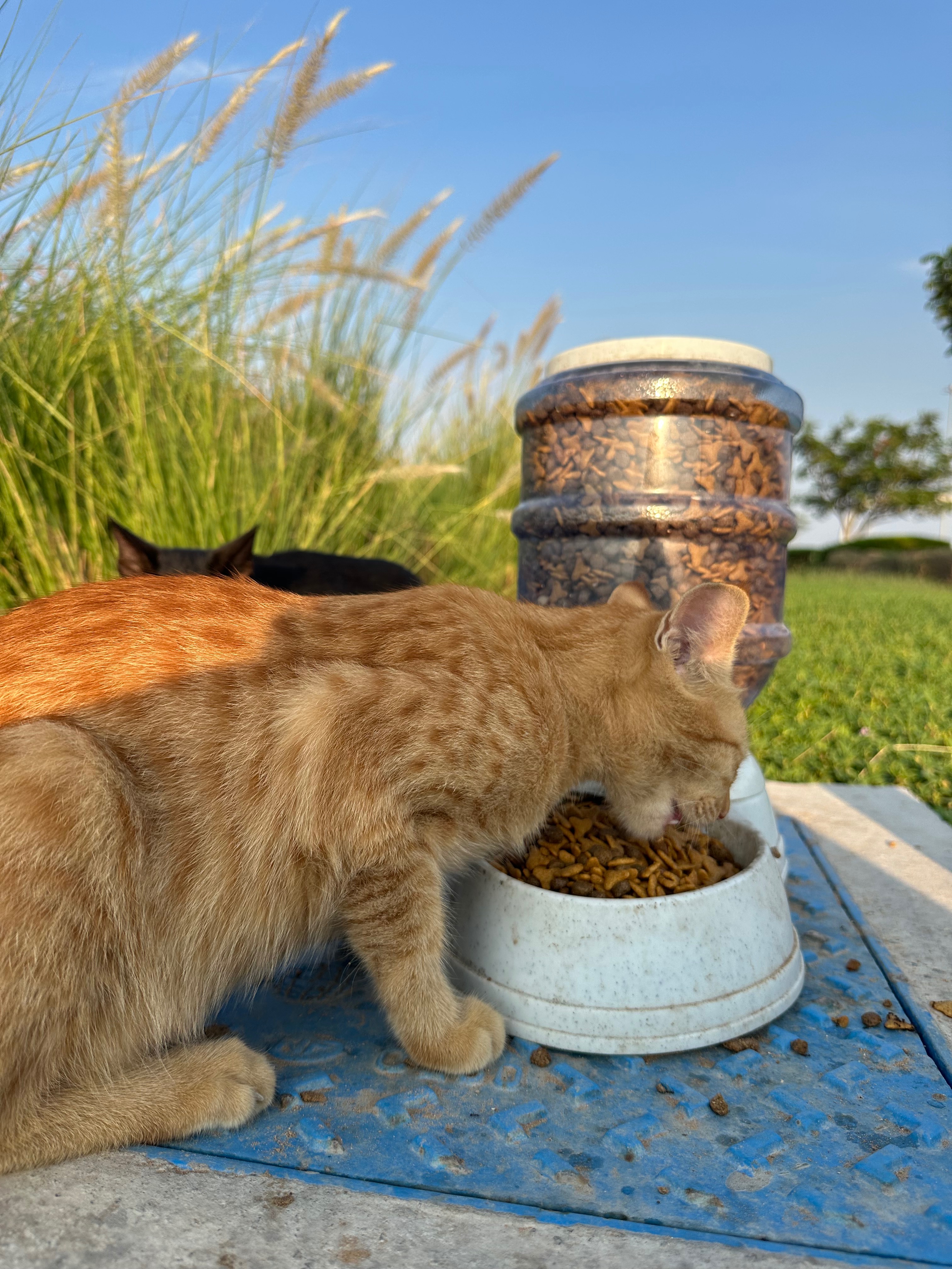 Fundraiser by Mangroves Cats : Help us TNR, cover vet bills & feed our ...