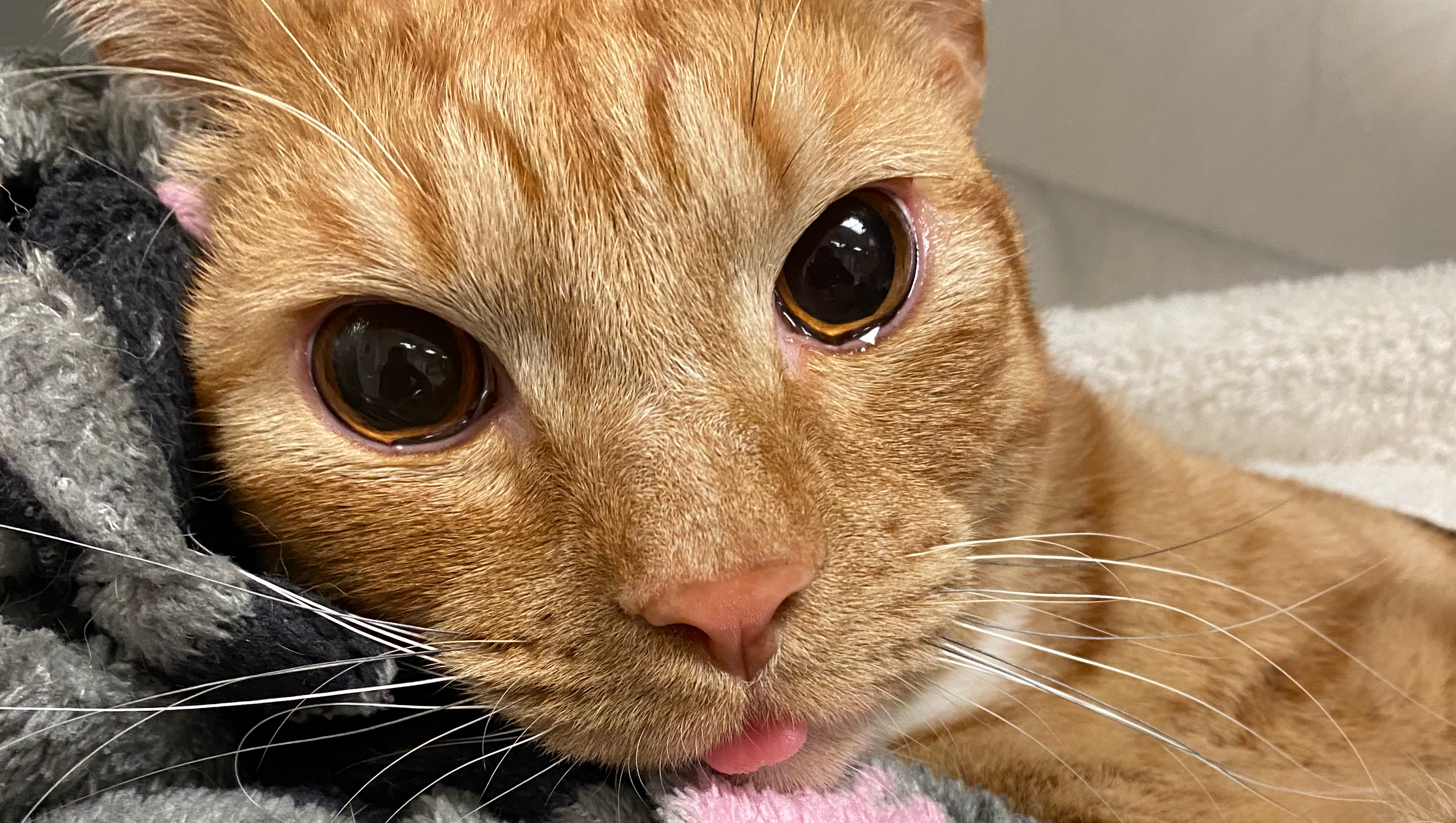 Fundraiser by Nicole Kelly : Help Hennessy pounce into a healthy future