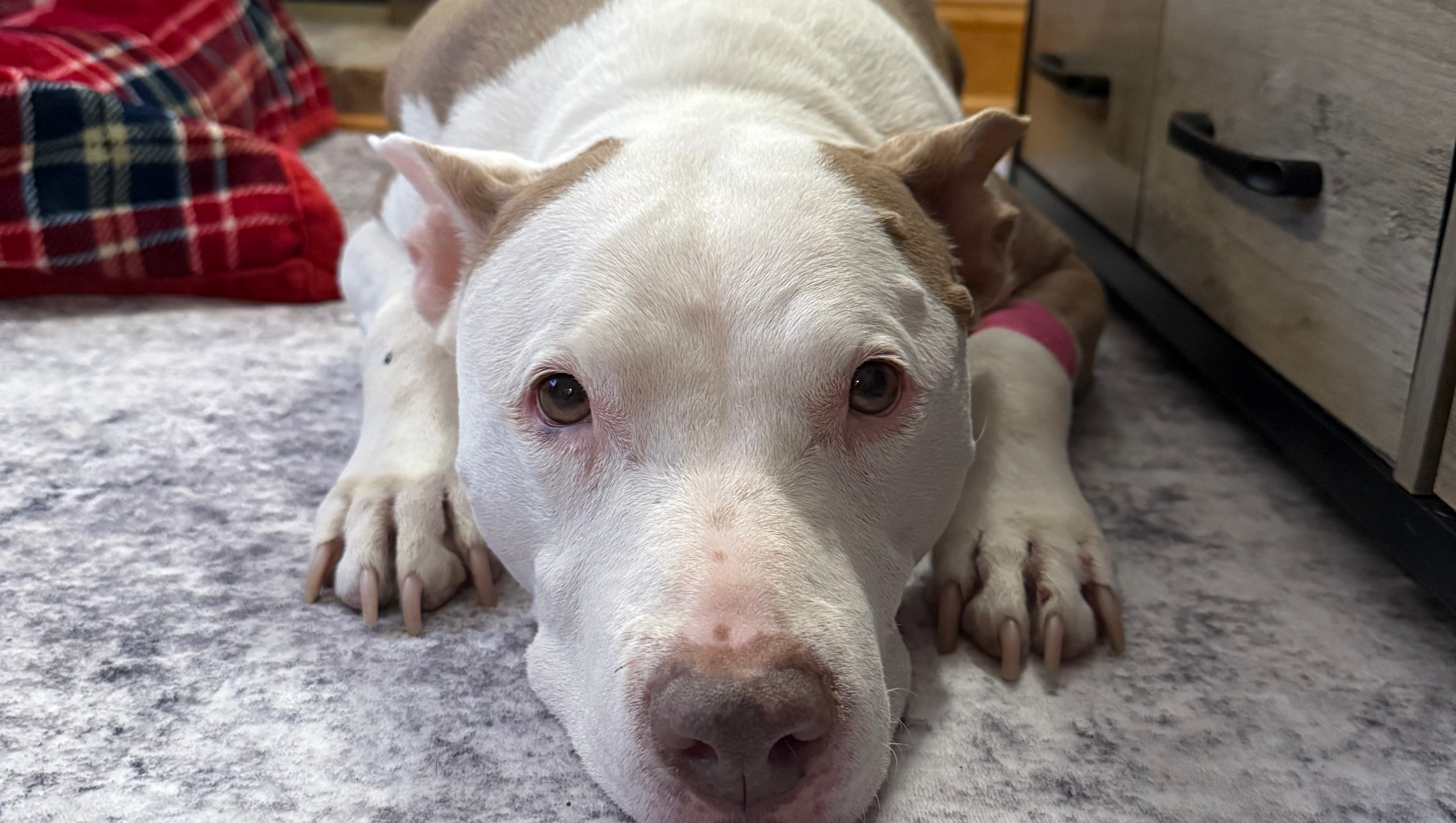 Fundraiser by Katlin Coffey : Help Save Daisy: Emergency Treatment Needed