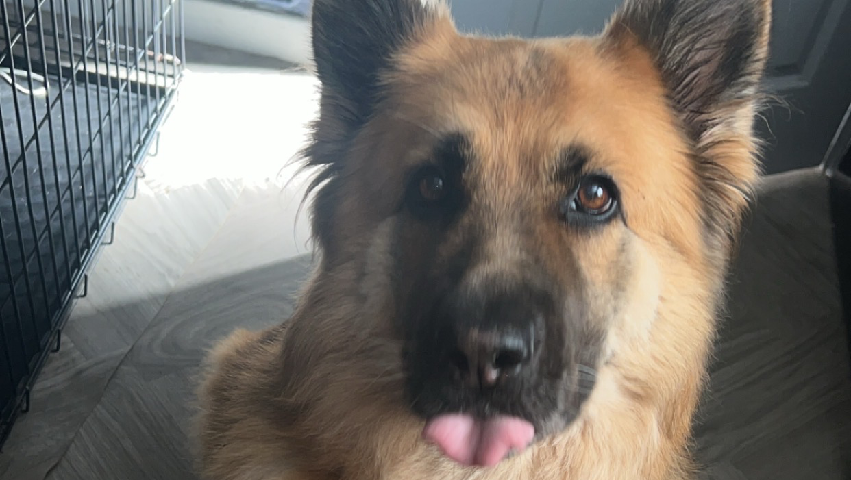Fundraiser by millie hudson : Kakie’s cancer surgery