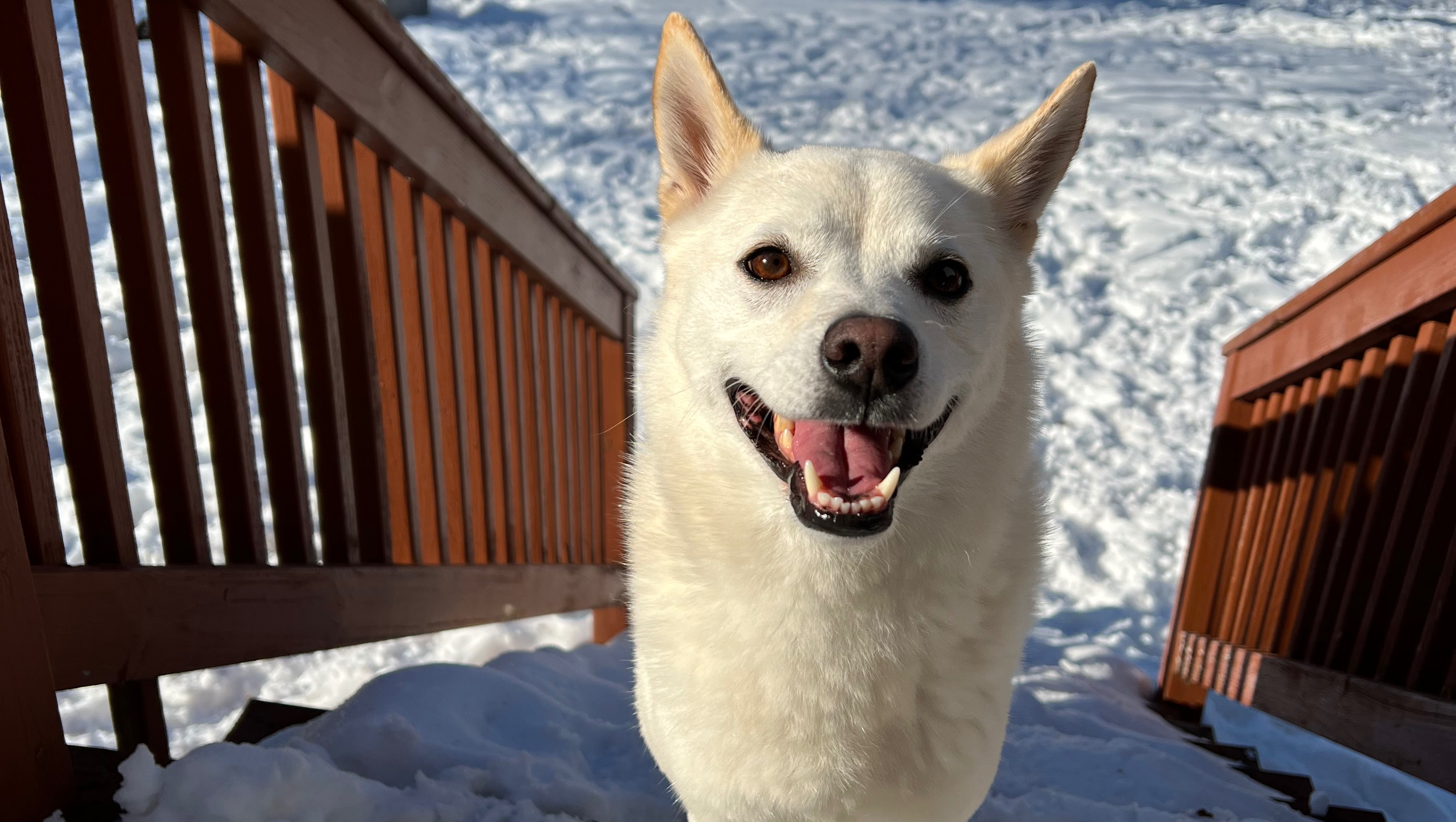 Fundraiser by Sarah Belich : Support Maggie’s TPLO Surgery and Recovery